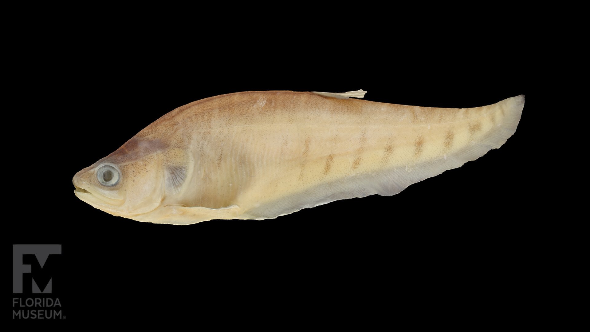 Royal Knifefish, Notopteridae - 3D model by FloridaMuseum [699687b ...