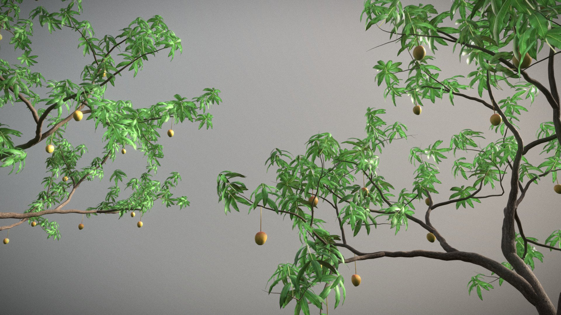Tropical Mango Trees Free - Download Free 3D model by Jagobo [6997814 ...