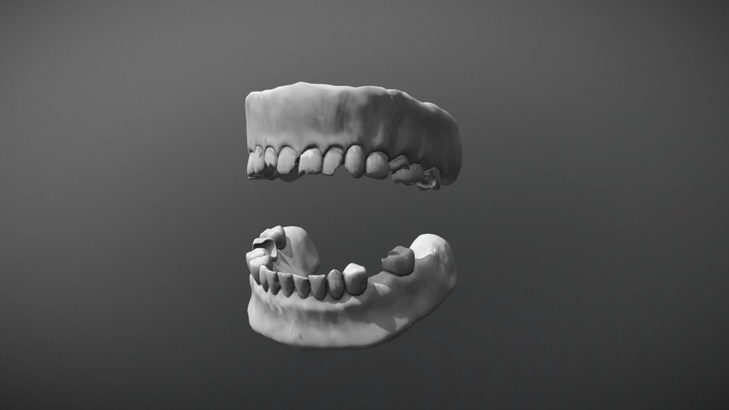 Teeth - A 3D model collection by Z-Anatomy - Sketchfab