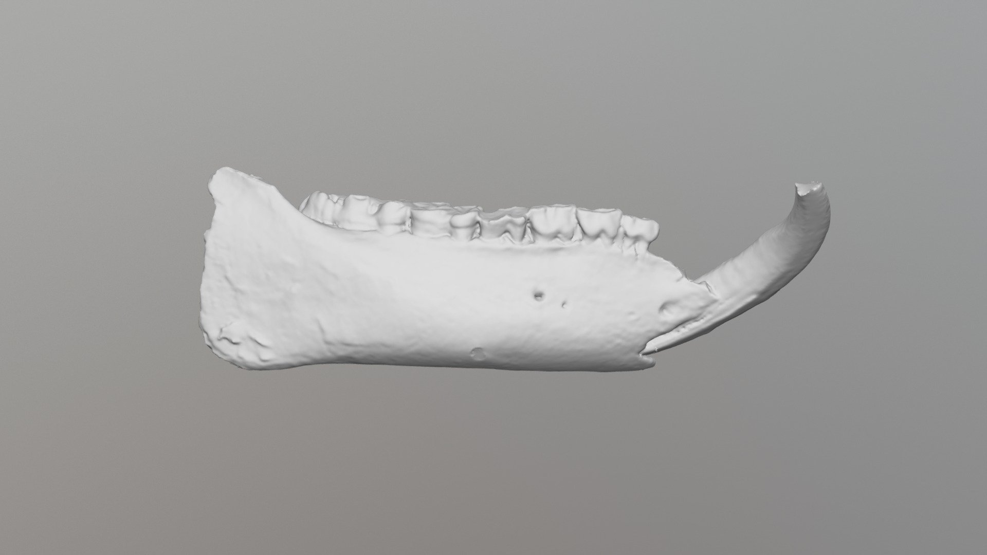 Pig Mandible (VCU_3D_3045) - Download Free 3D model by Virtual Curation ...