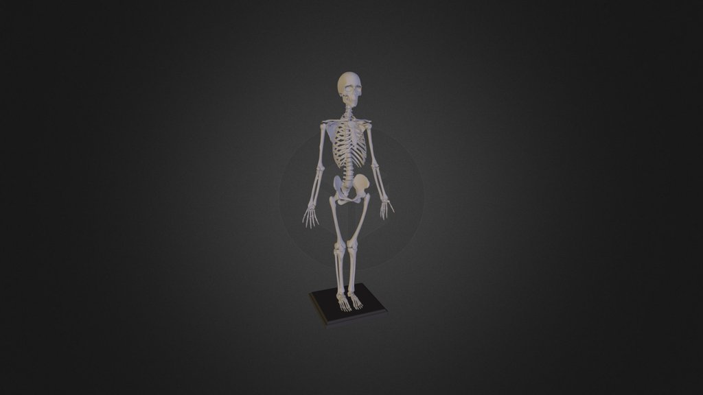 Skull and Skeleton Collection - A 3D model collection by FloofBirb ...