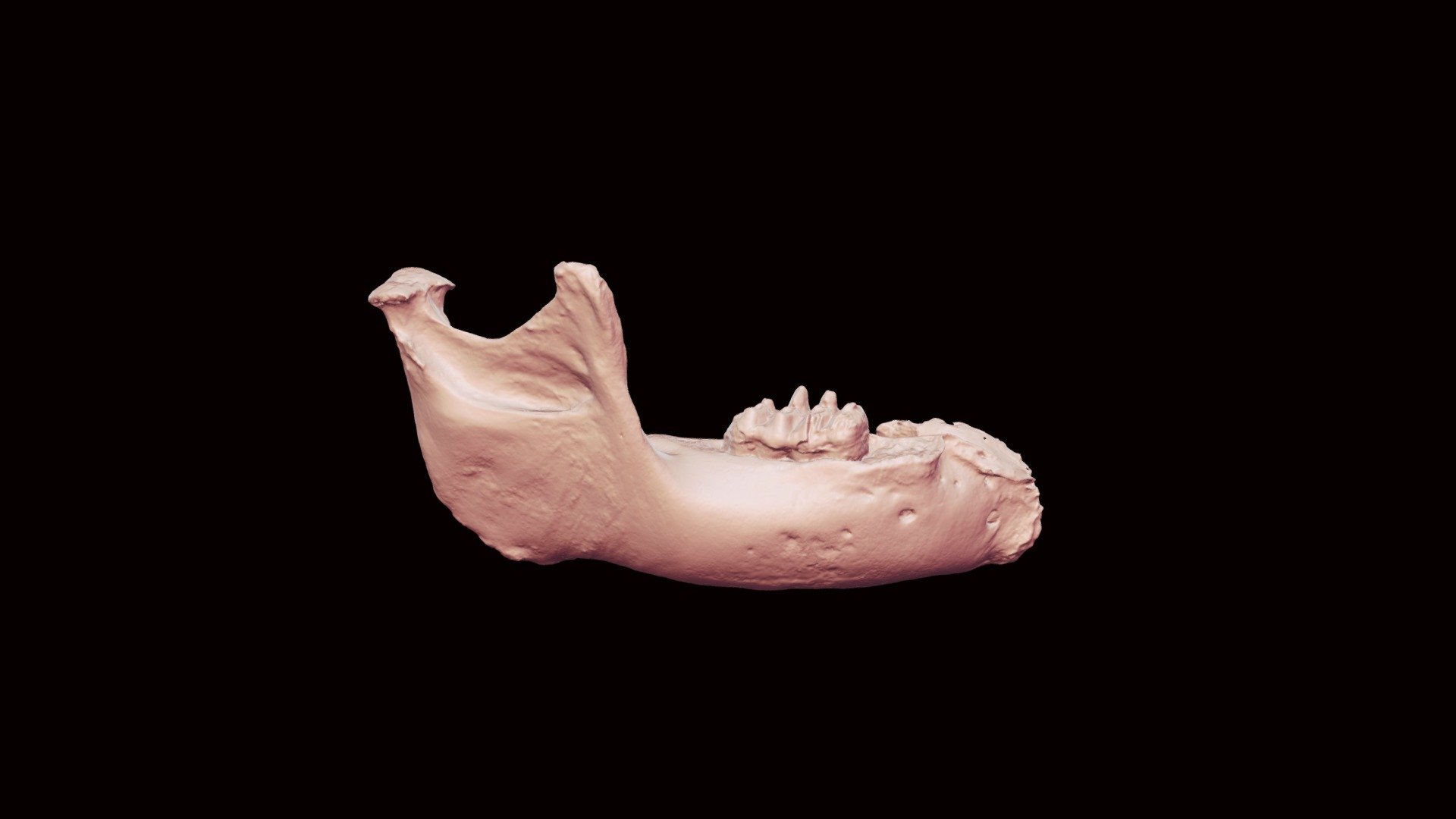 Mastodon mandible (VCU_3D_7645) - Download Free 3D model by Virtual ...