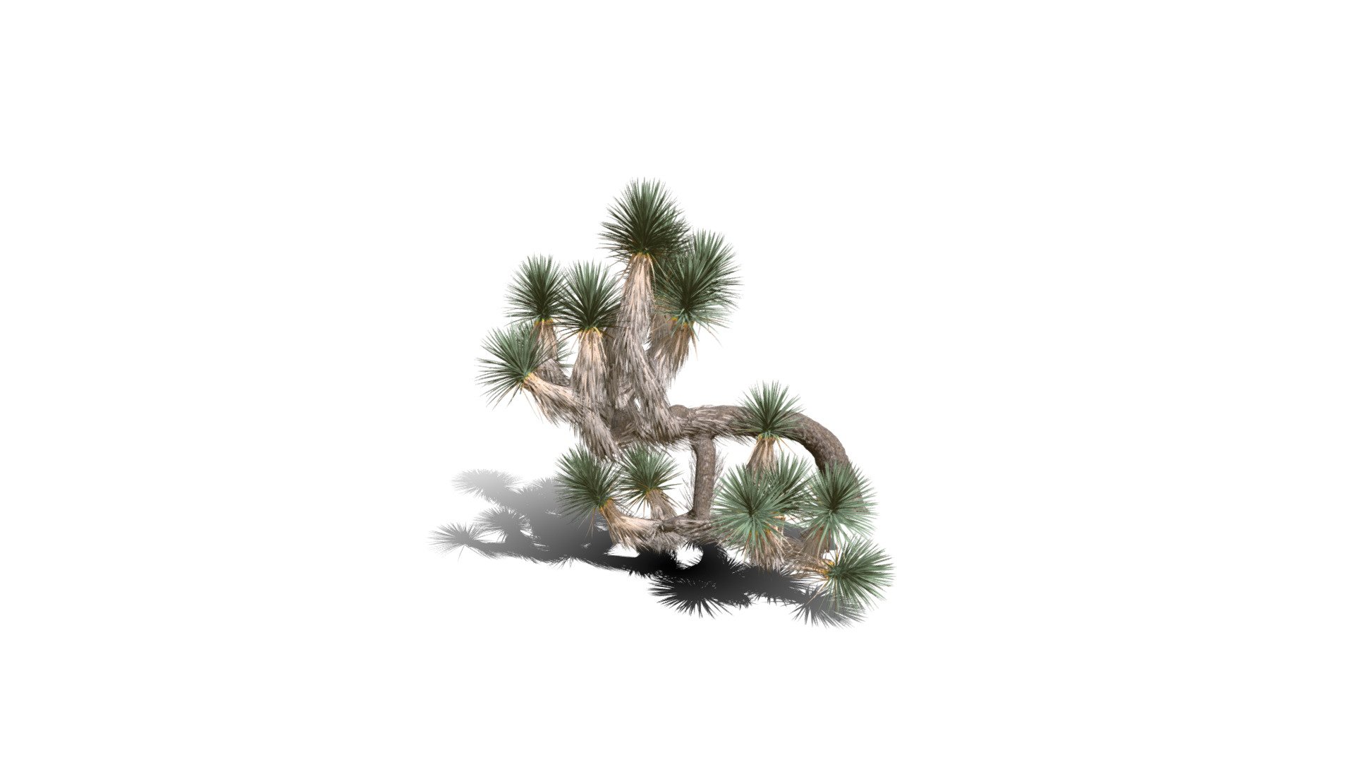 Realistic HD Joshua tree (24/30) - Download Free 3D model by ...