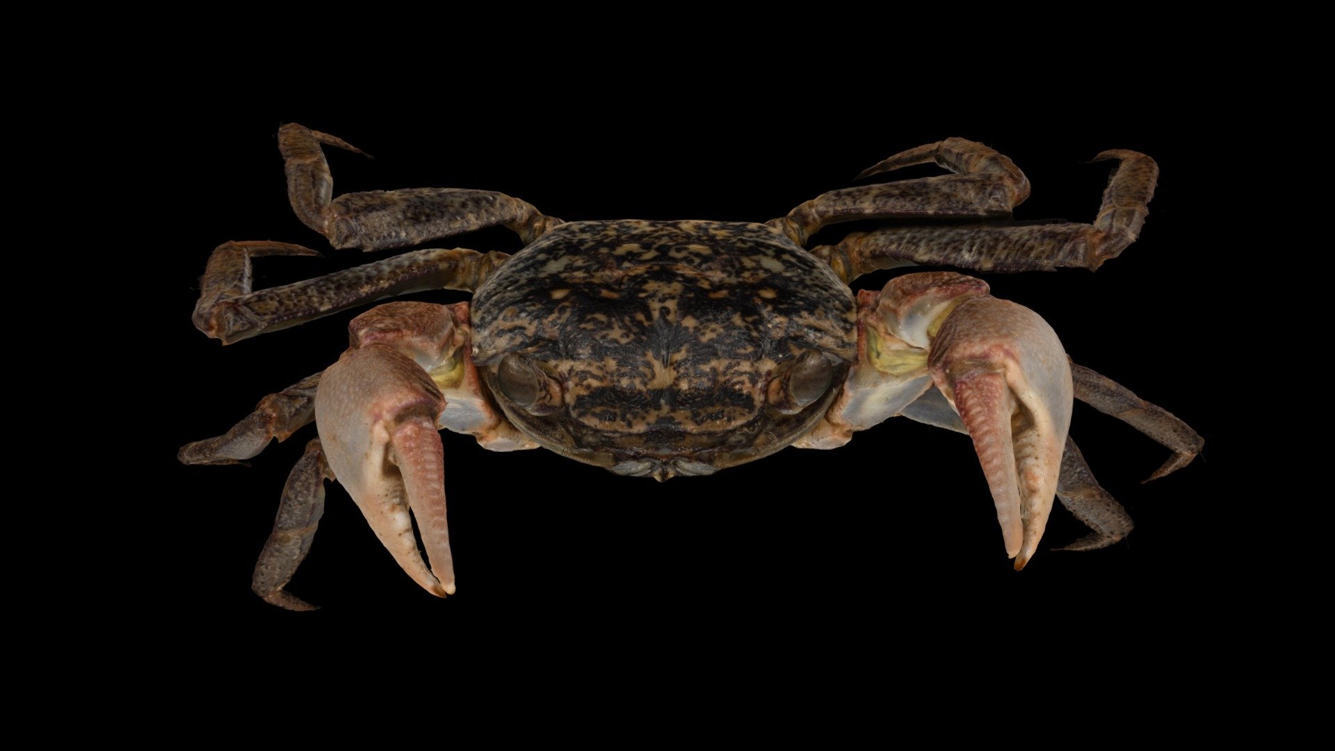 カクベンケイガニ ♂ Mudflat Crab, Parasesarma pictum - Download Free 3D model by ...