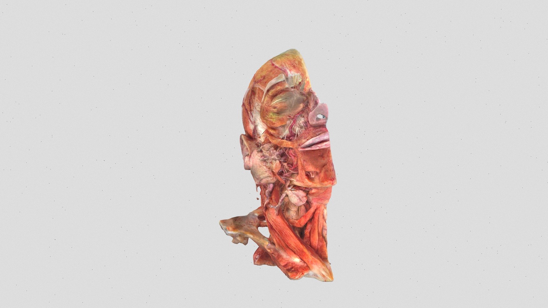 (To verify - P.M)Cross selection human - 3D model by sitanatomy ...