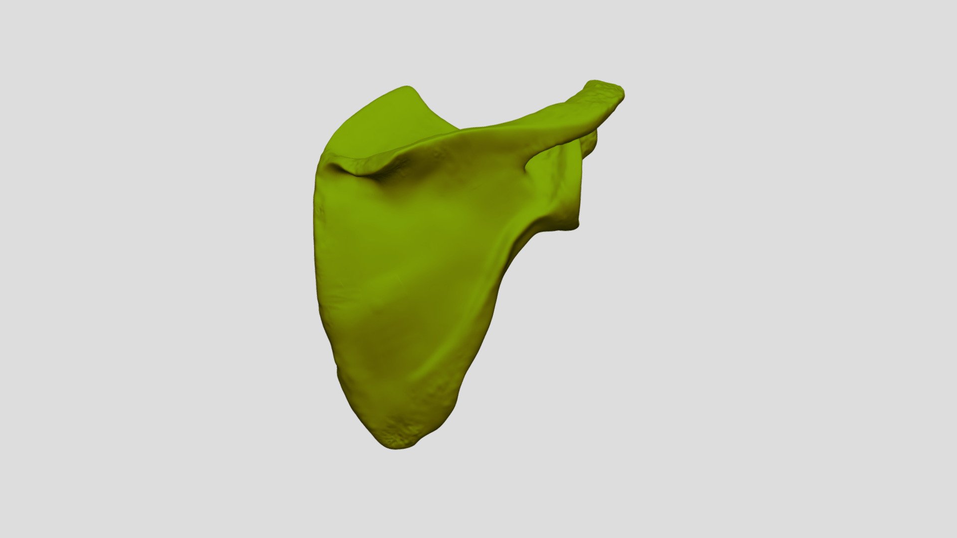 Scapula Right - 3D model by Digital Ecorche Massing Models ...