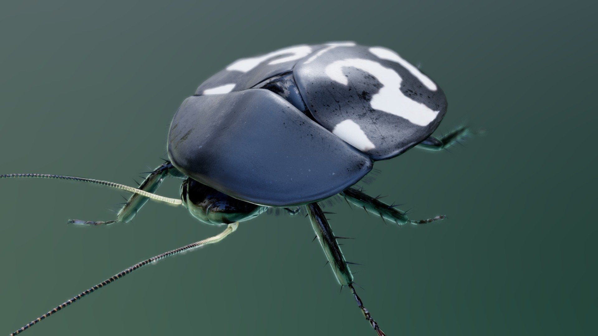 Domino Cockroach -Therea petiveriana - Buy Royalty Free 3D model by ...