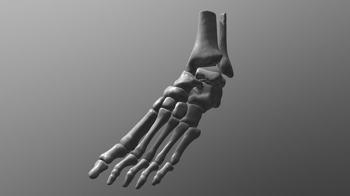 Talar 3D models - Sketchfab