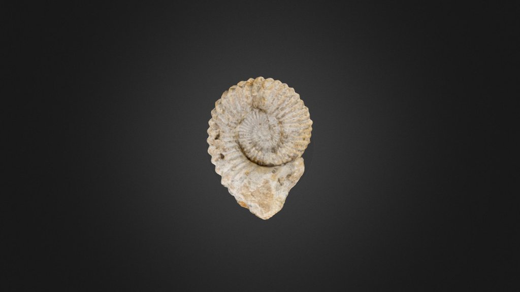 Ammonite - 3D model by Josh Roth (@joshroth) [69c9922] - Sketchfab