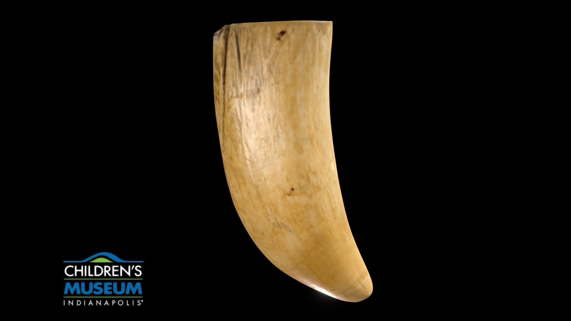 Sperm Whale Tooth - 3D model by Dockive [69c9a8f] - Sketchfab