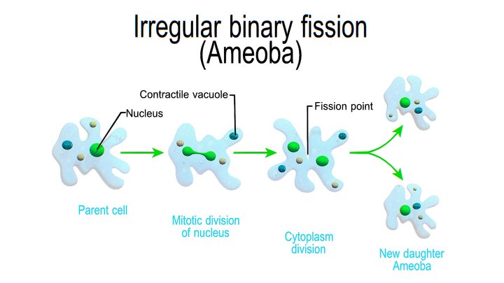Binary 3D models - Sketchfab