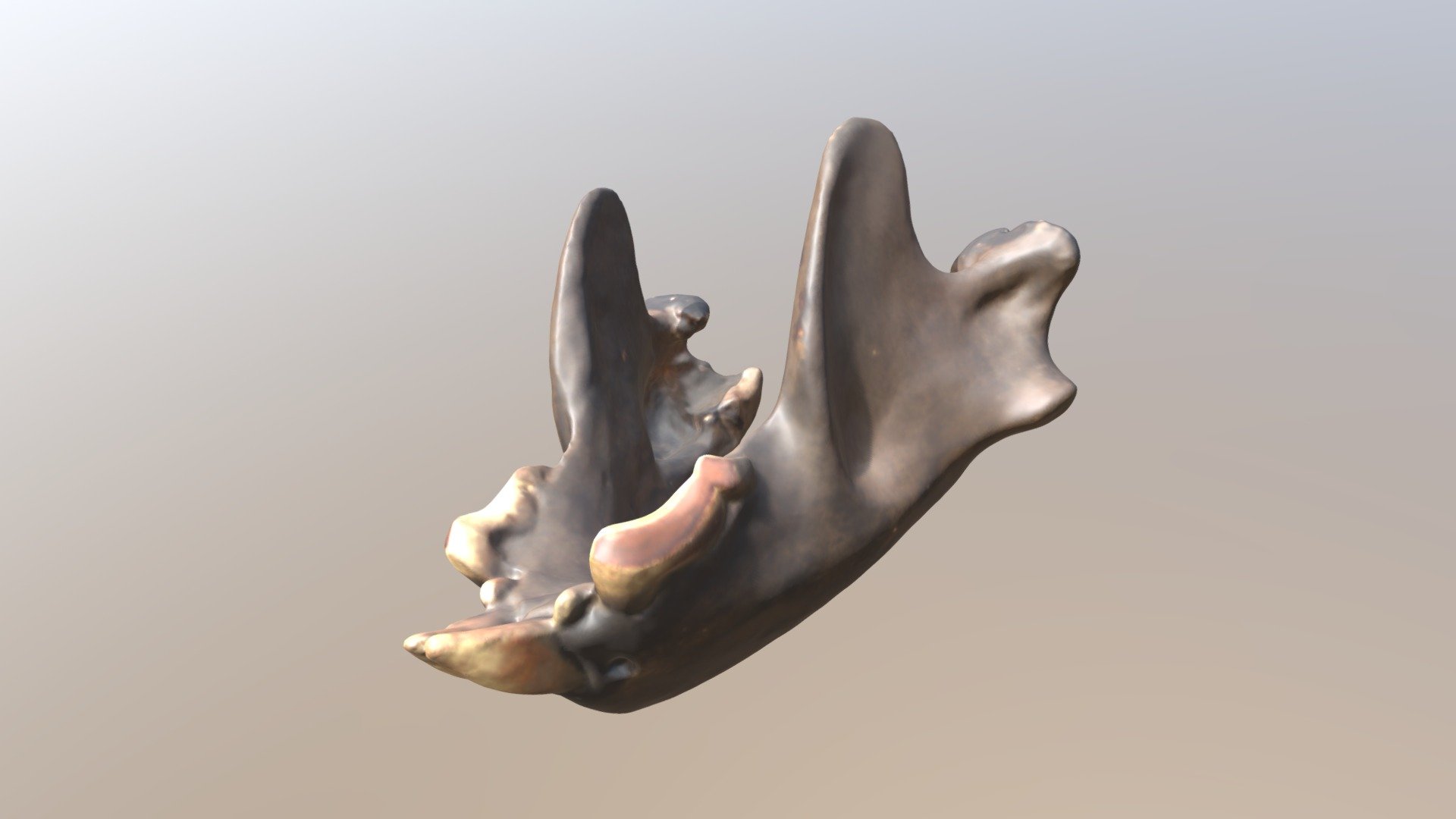 Marsupial Lion Mandible (VCU_3D_4335) - Download Free 3D model by ...