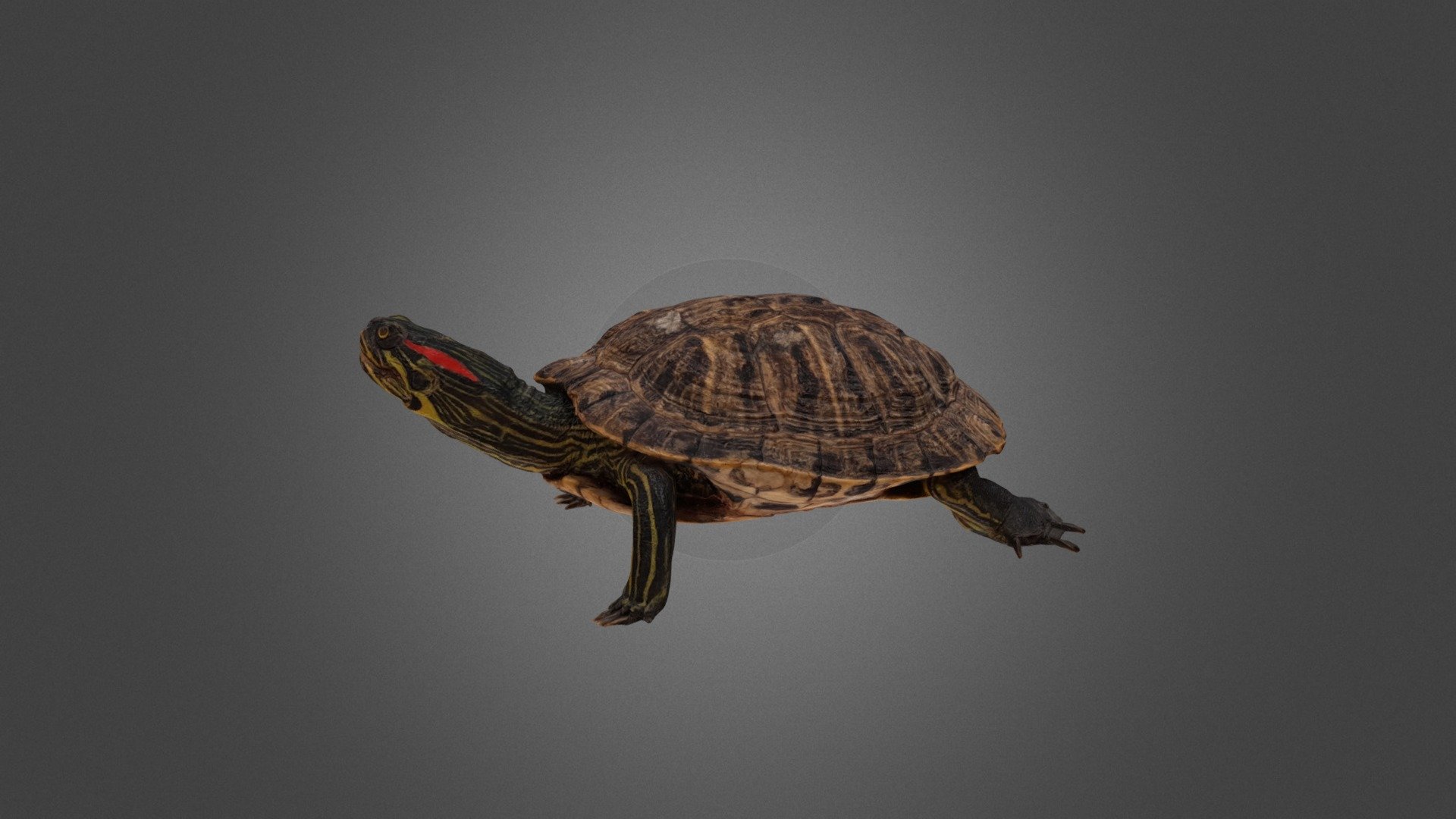 Trachemys scripta - 3D model by 3DVirtualHerp (@Amfibis_Reptils_PI ...