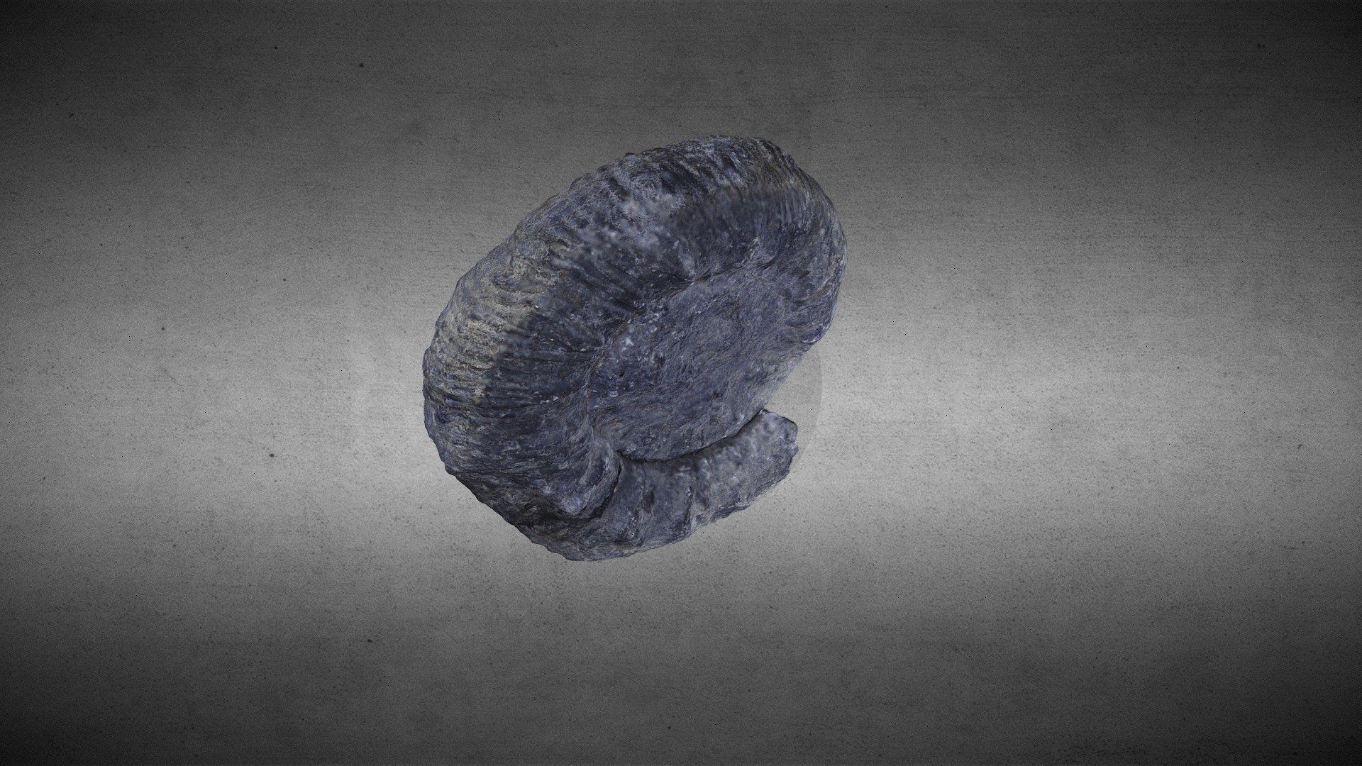 Ammonoidea - 3D model by GeDaLab [69d3310] - Sketchfab