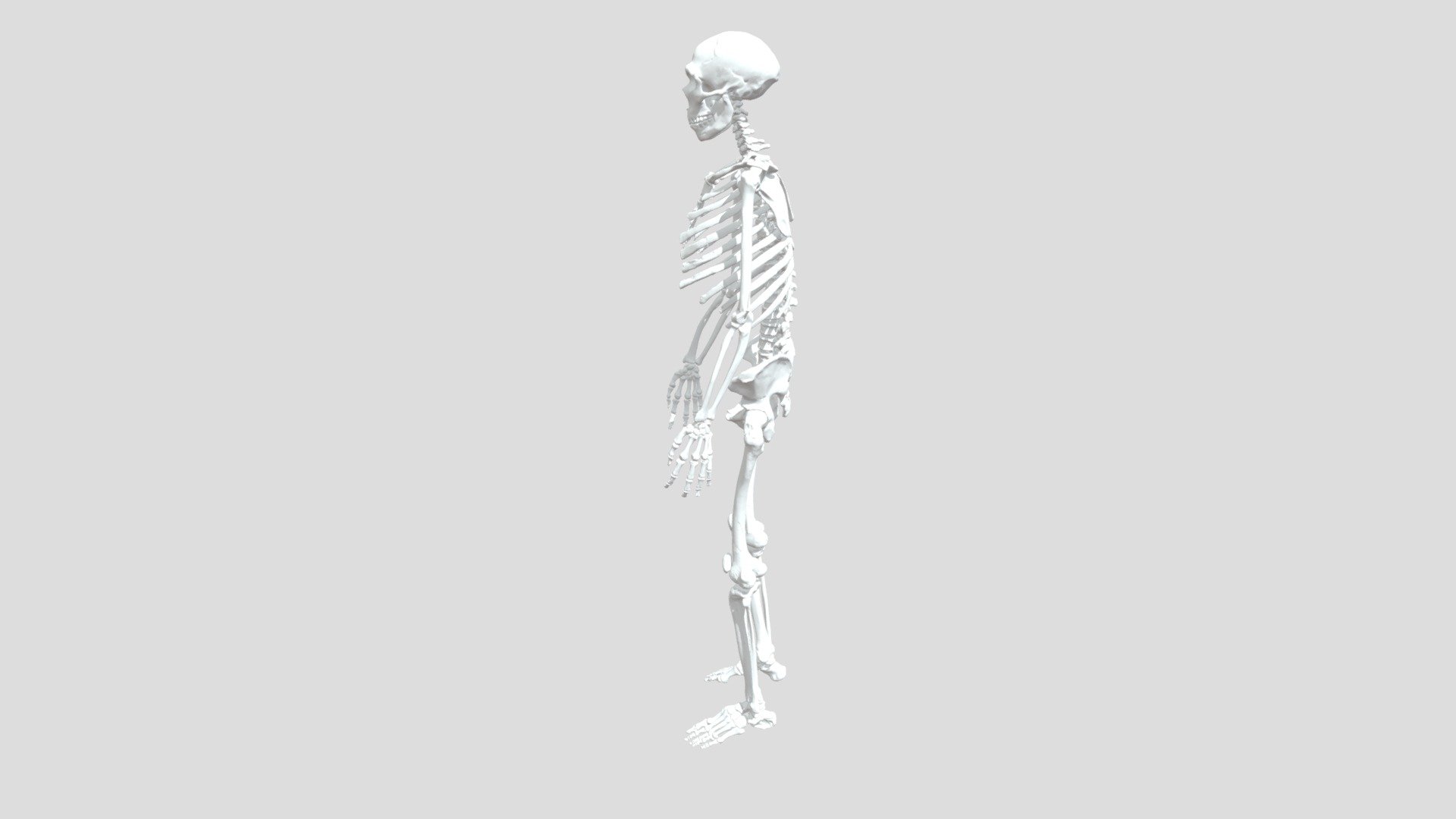 skelet_van_spyrou - 3D model by mardonbekegambediyev [69d752d] - Sketchfab