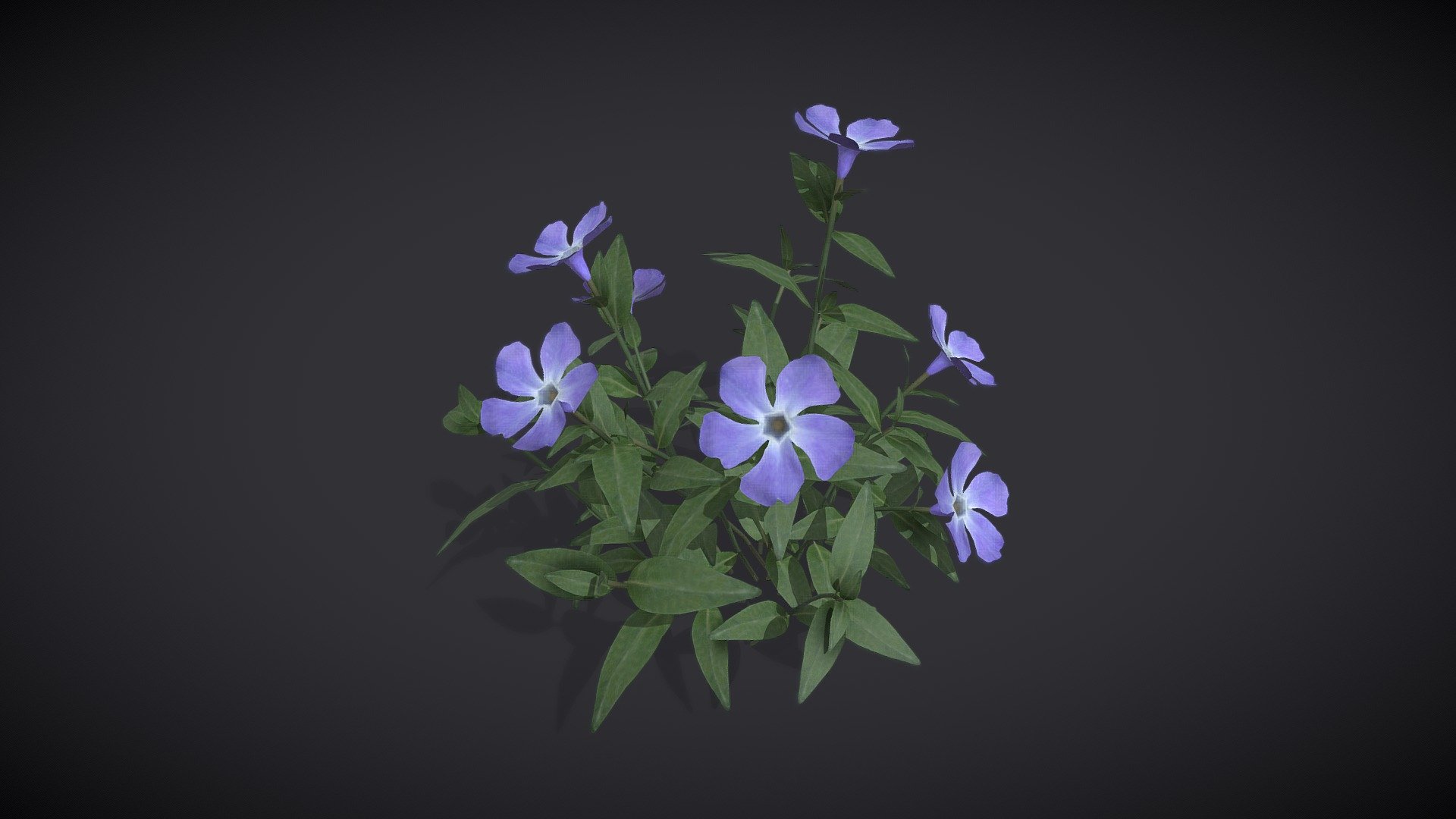 Museum Of Natural History | Periwinkle Flowers - Buy Royalty Free 3D model by StellarX [69ec7b4 ...