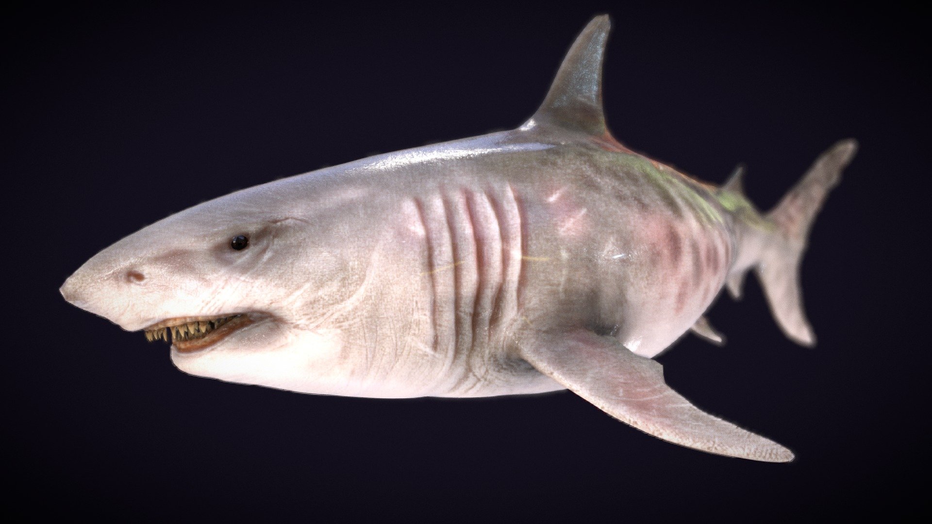 MEGLADON - 3D model by robertfabiani [69f1720] - Sketchfab