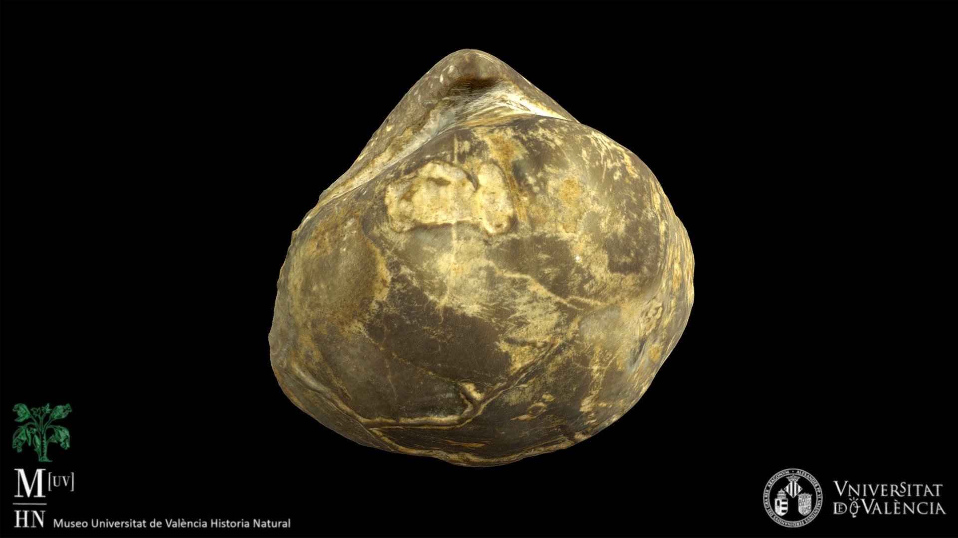 Brachiopod Stringocephalus - Download Free 3D model by Museo [UV ...