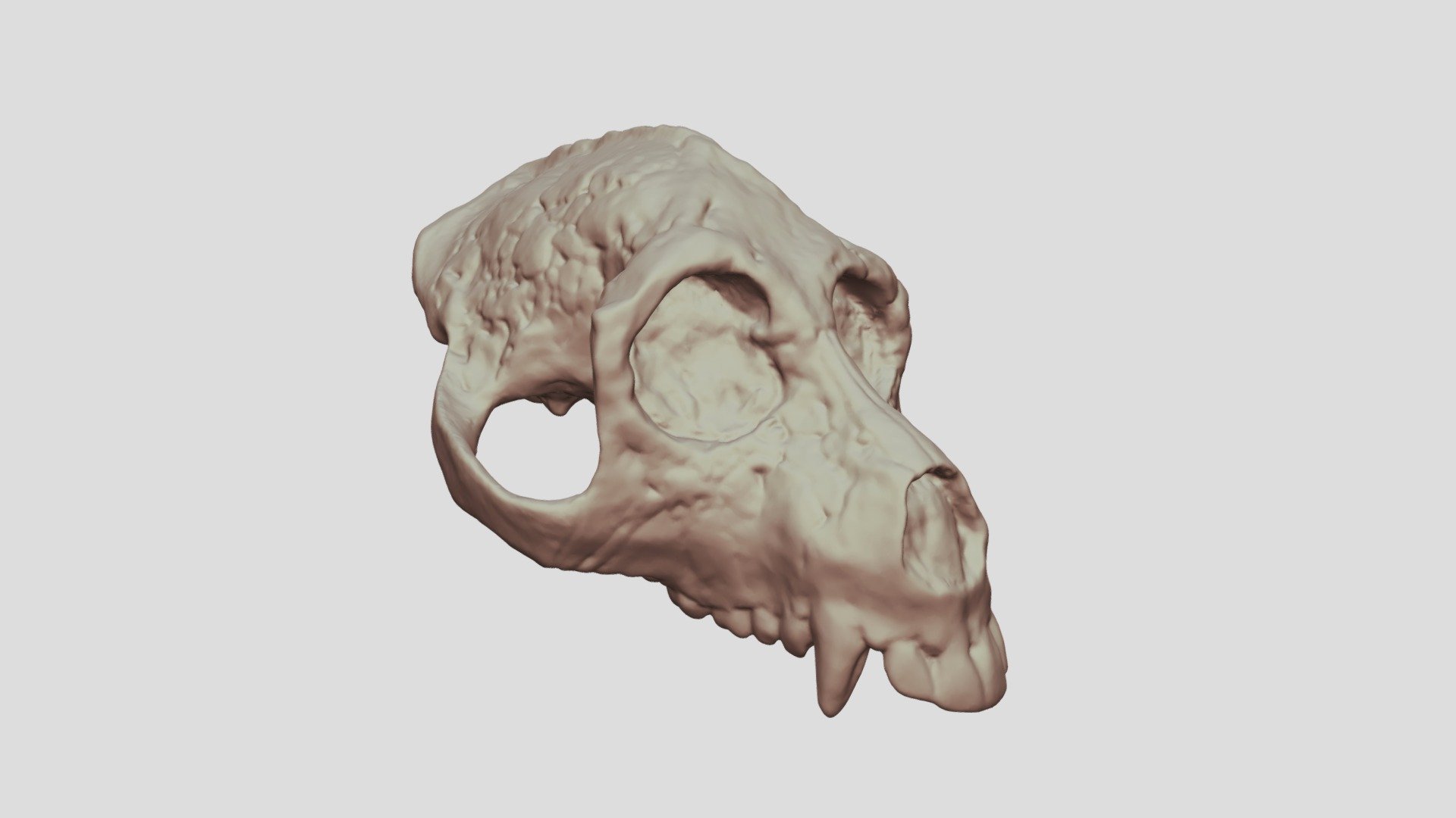 Aegyptopithecus zeuxis (crâne seul) - 3D model by Service de biologie ...