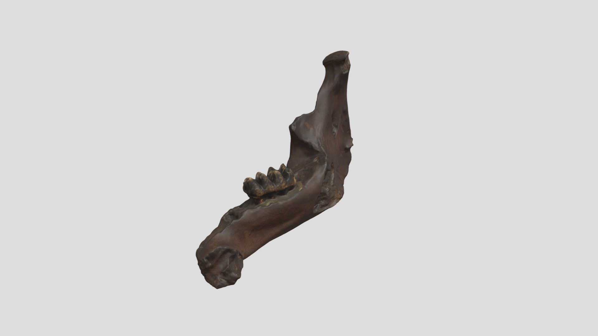 Mastodon Mandible (VCU_3D_4144) - 3D model by Virtual Curation Lab ...