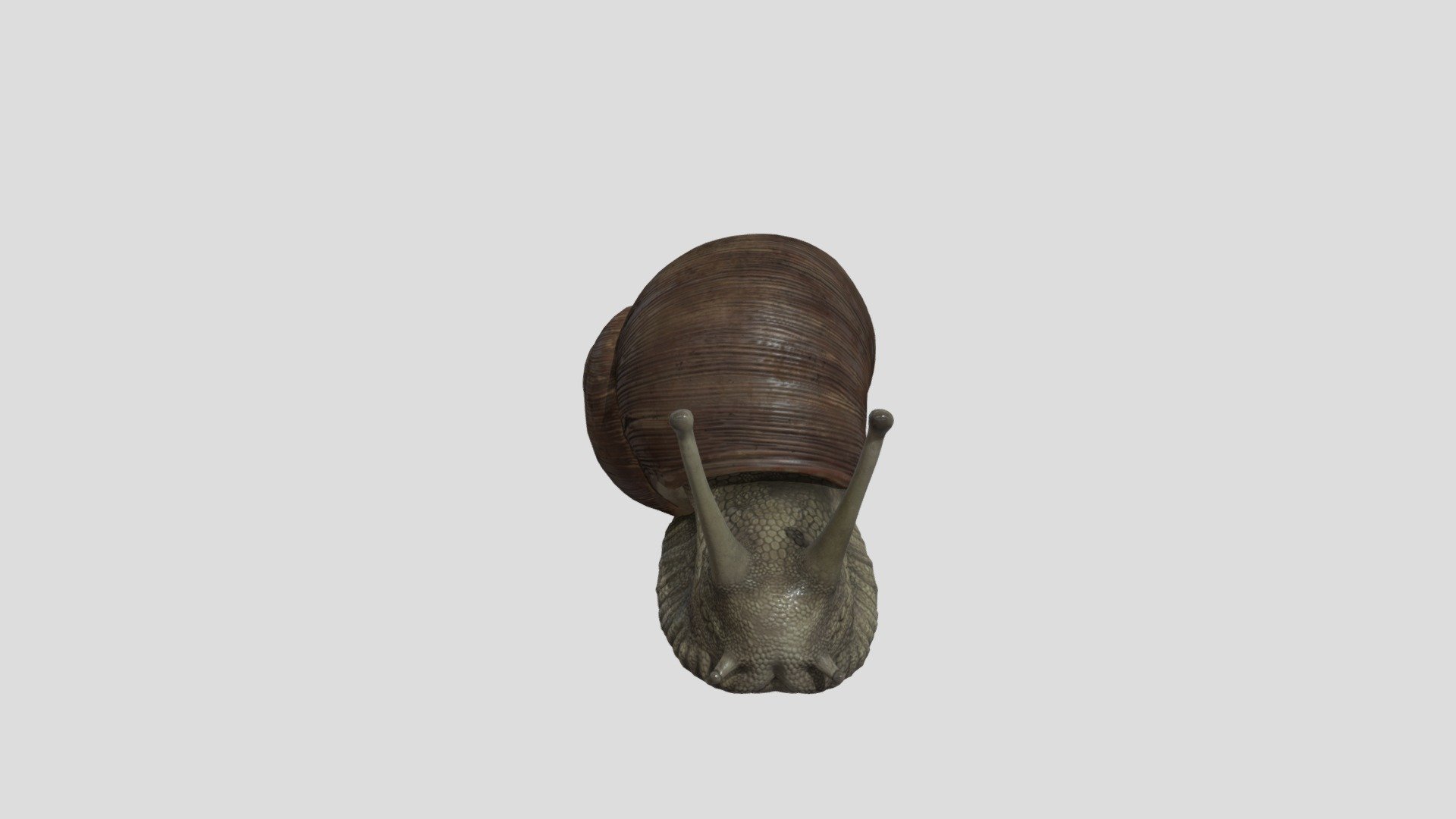 Snail 3D - Download Free 3D model by soufiane oujihi (@sararoujihi ...
