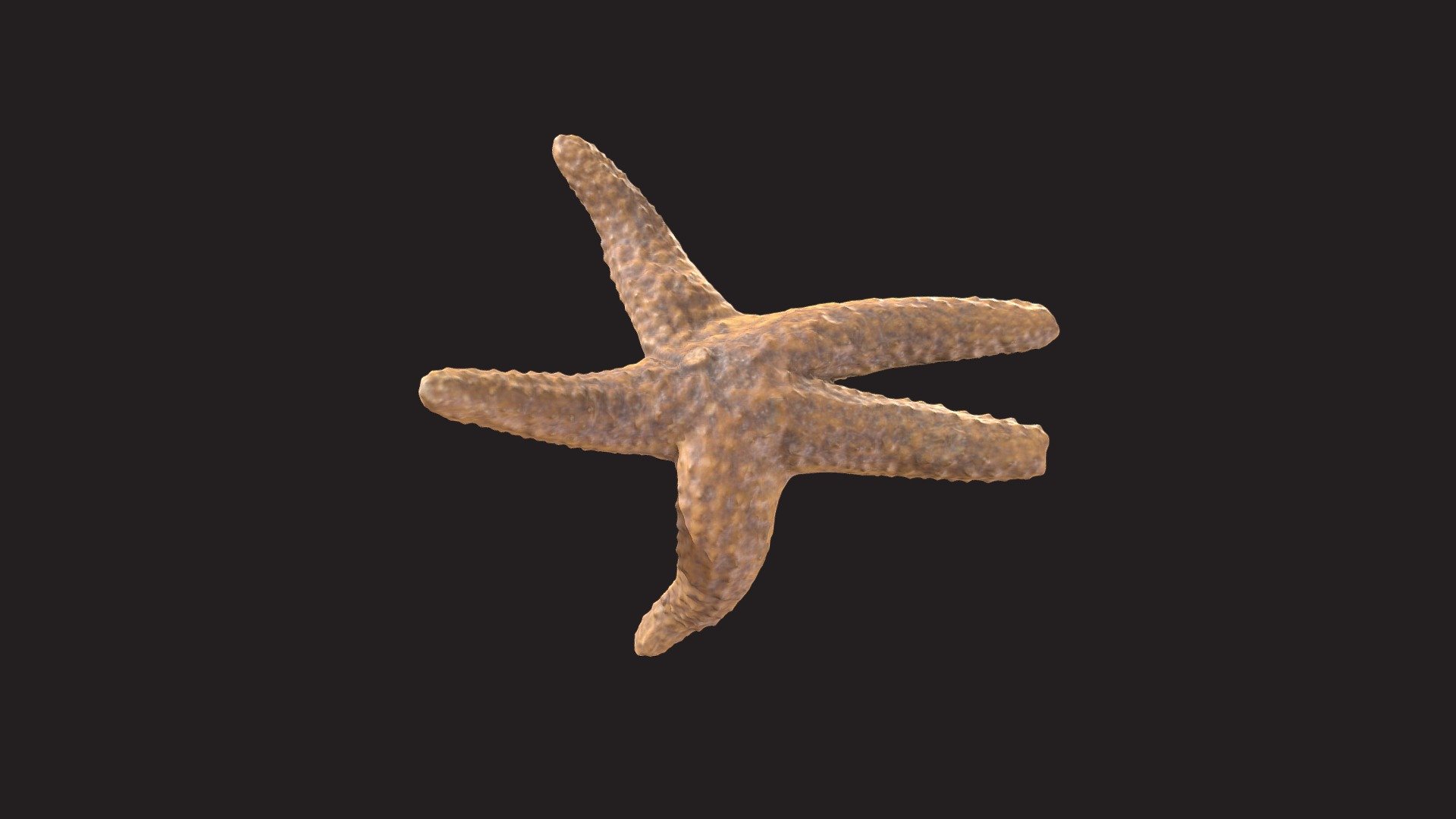 Sea Star - 3D model by Cleveland Museum of Natural History (@CMNH ...