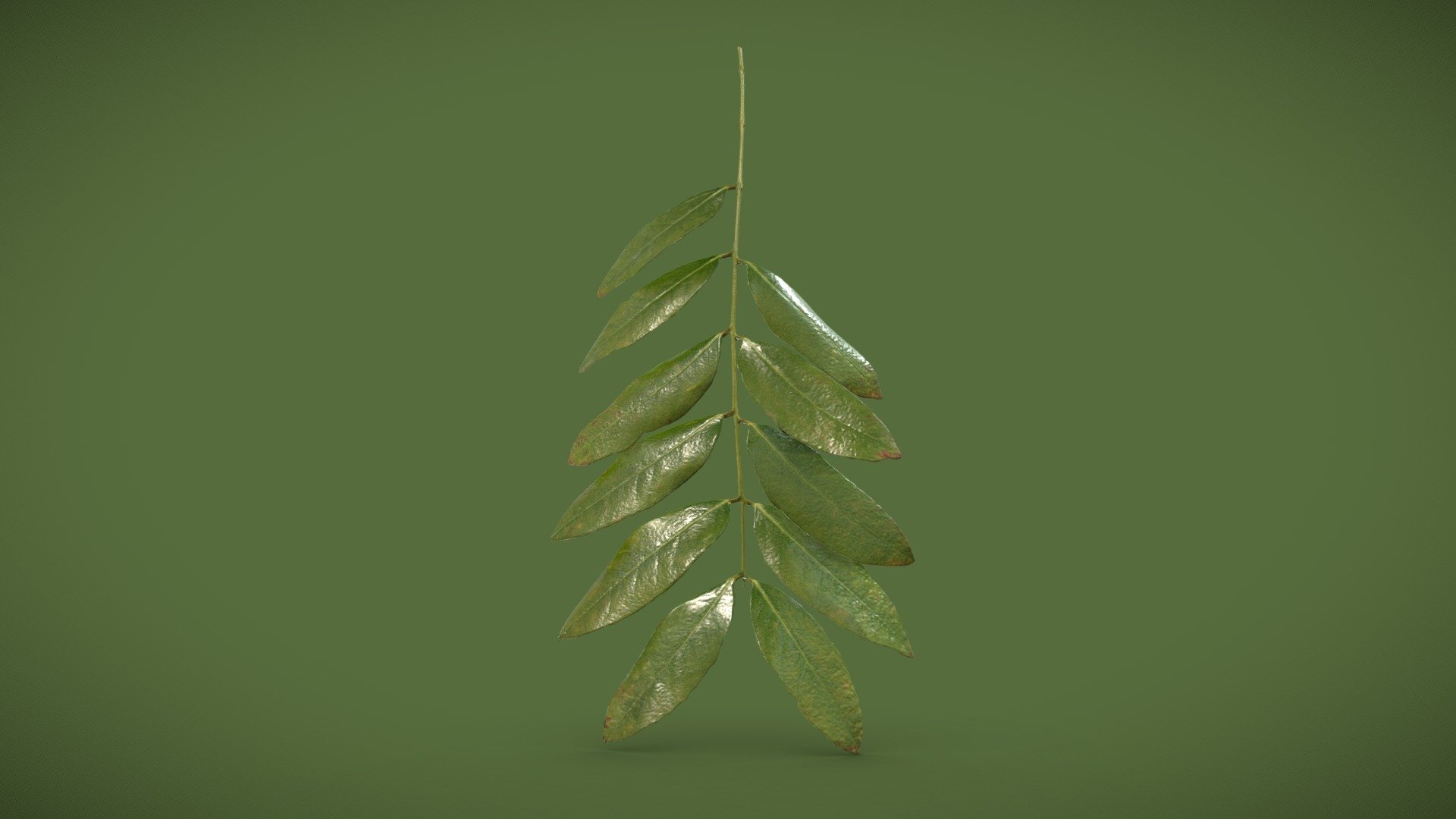 Leaf_Tree - 3D model by 893 3D models (@Jyb.Yakuza) [6a04486] - Sketchfab
