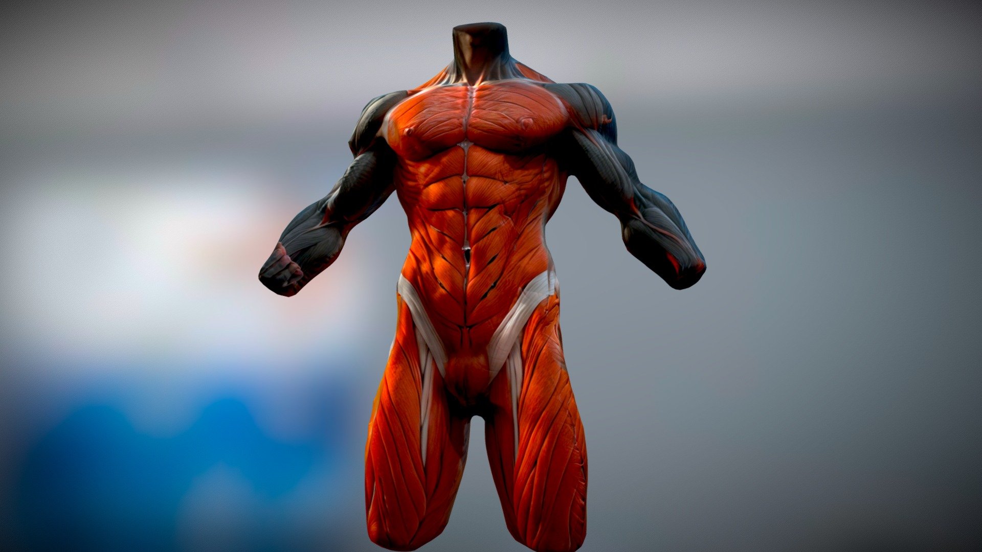 The muscles in the human body - Buy Royalty Free 3D model by PATH ...