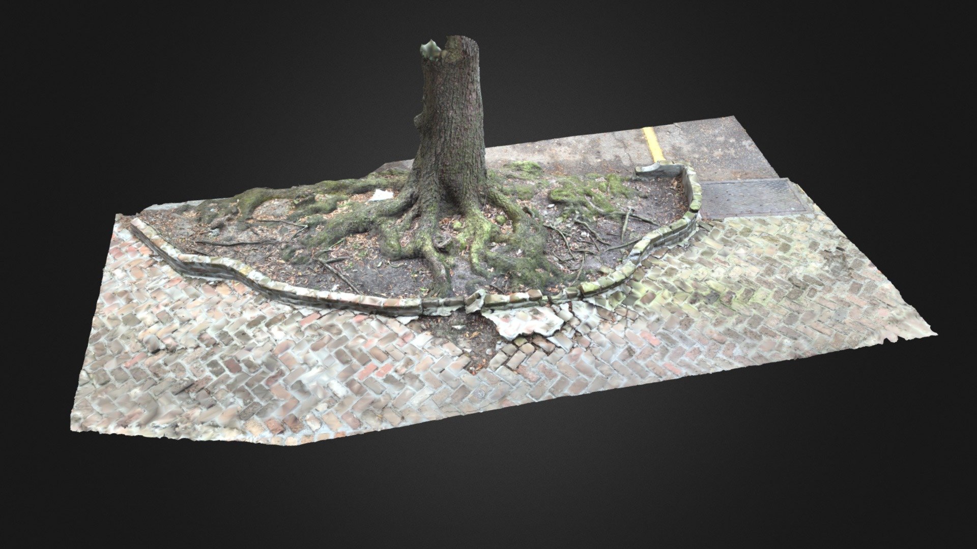 Oak Tree Rooting System. New Orleans, LA. - Download Free 3D model by ...