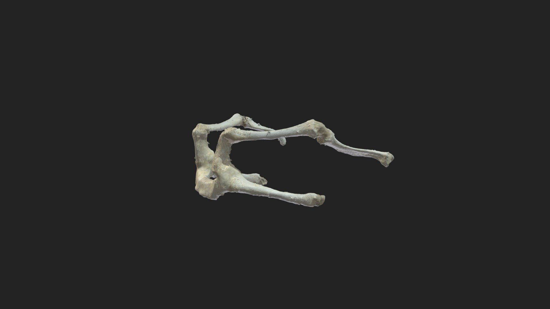 hyoid bone dog - 3D model by vetanatMunich [6a0ab33] - Sketchfab