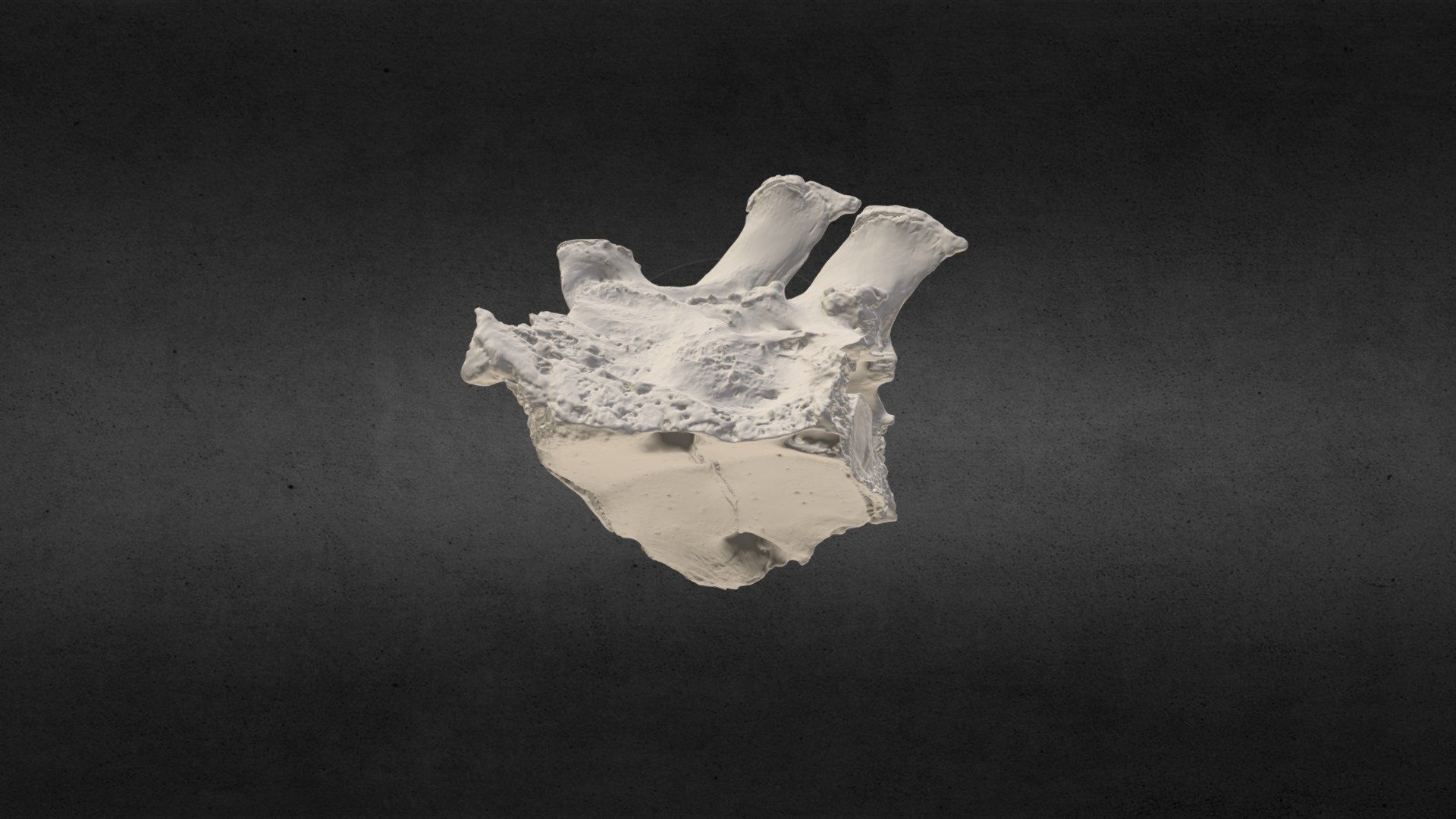 Loxodanta africana (elephant) Sacrum - Download Free 3D model by The ...