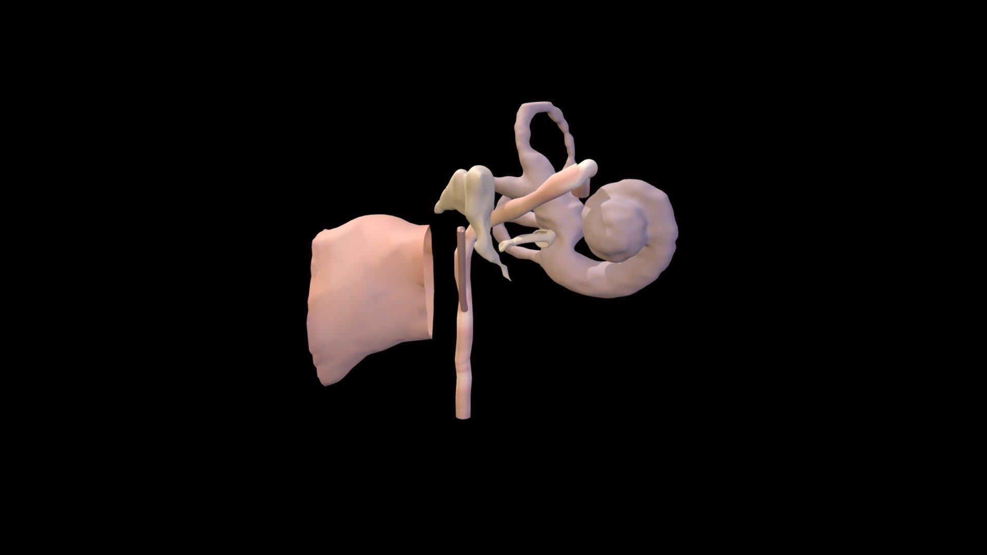 Ear 3D model textures test 1.c4d - 3D model by catseyevisuals [6a0e629 ...