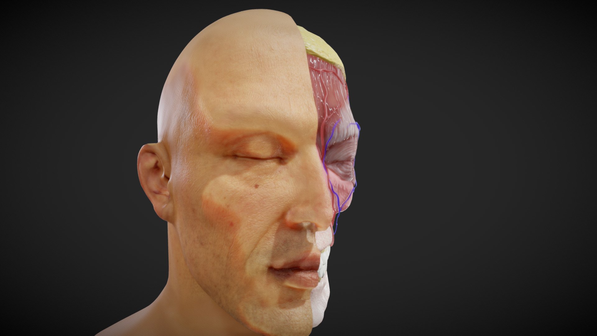 Facial anatomy layers - Buy Royalty Free 3D model by Ebers [6a1c50c ...