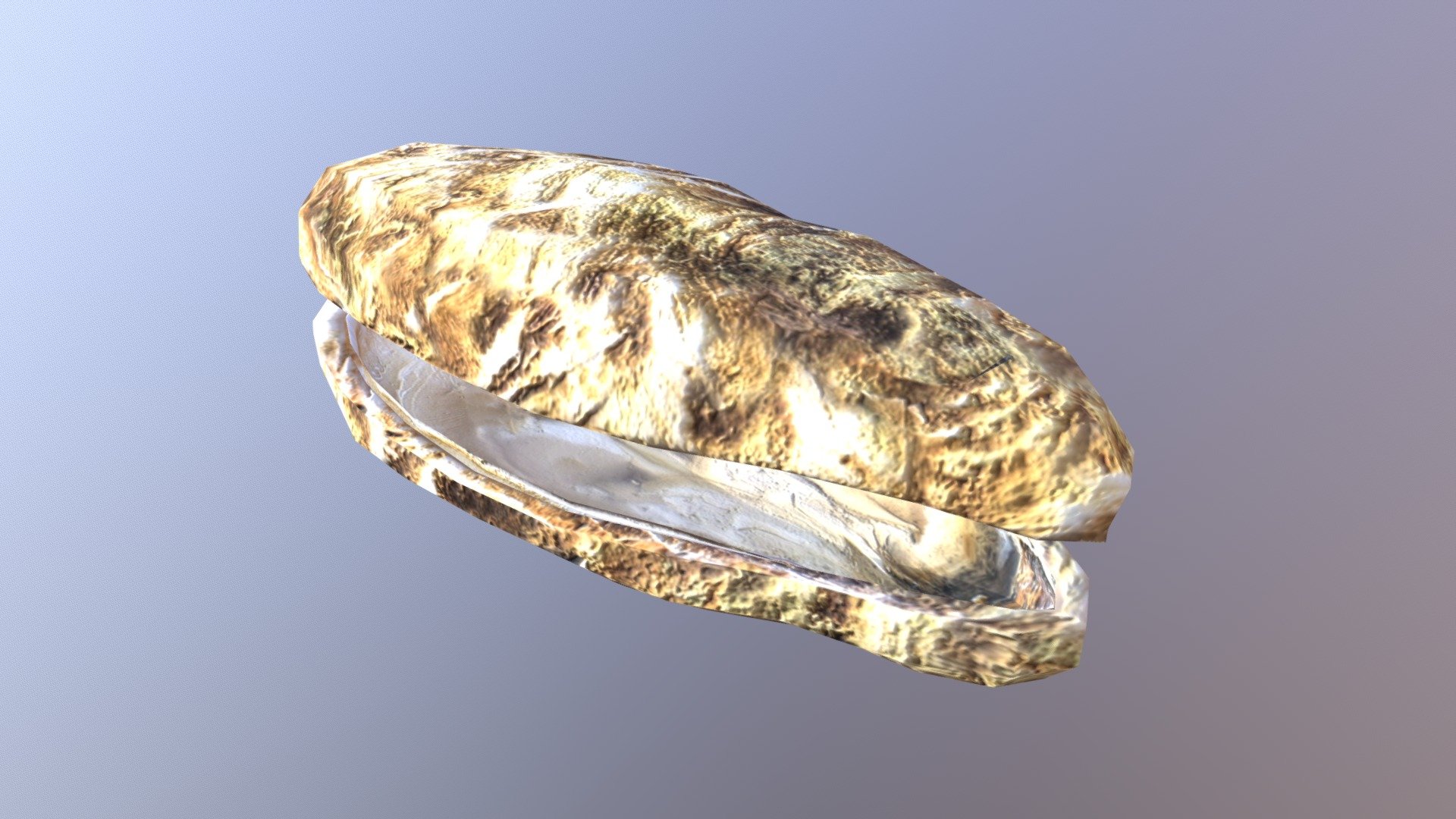 Oyster - Buy Royalty Free 3D model by 3dlowpoly [6a24bfb] - Sketchfab Store