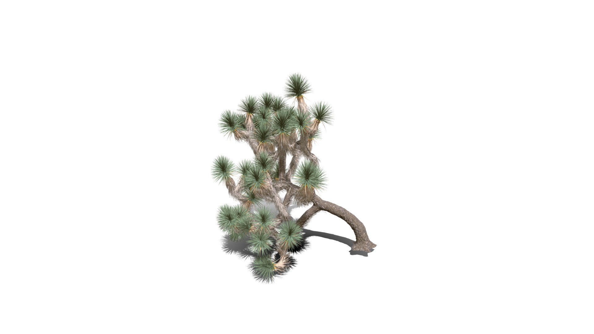 Realistic HD Joshua tree (25/30) - Buy Royalty Free 3D model by ...
