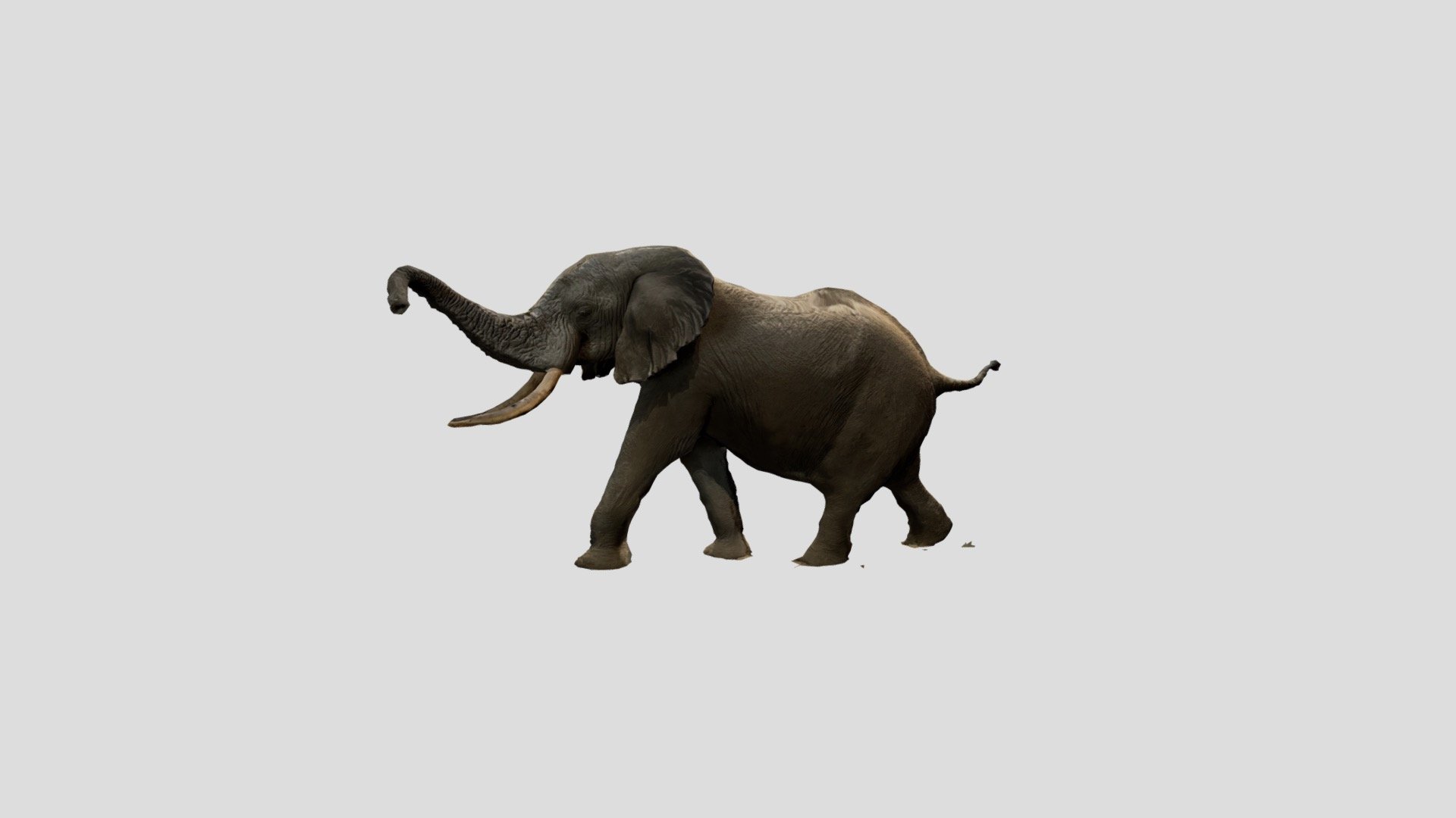 Elephant_DC_ Natural_ History_ Museum - Download Free 3D model by ...
