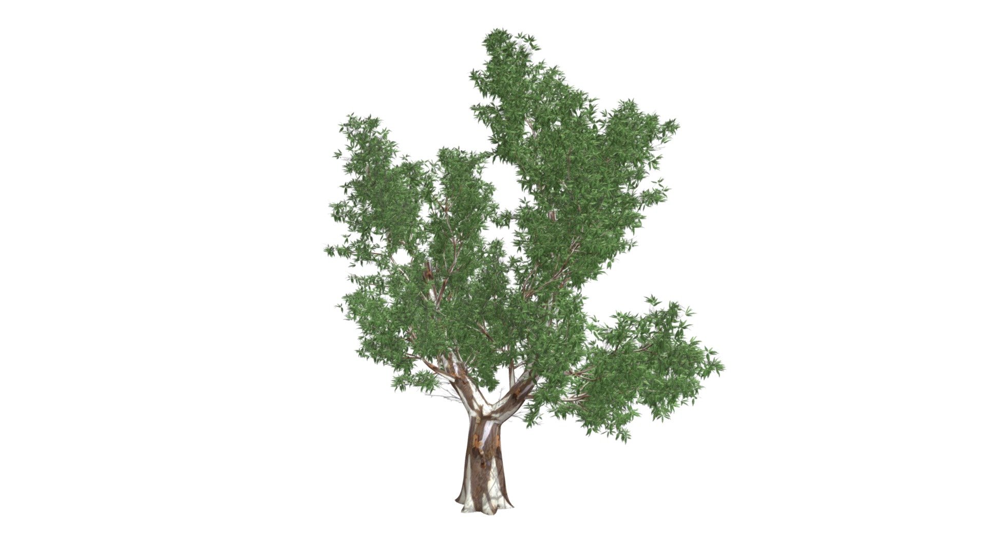 Red Gum Tree #04 - Buy Royalty Free 3D model by meshshape [6a2f936 ...