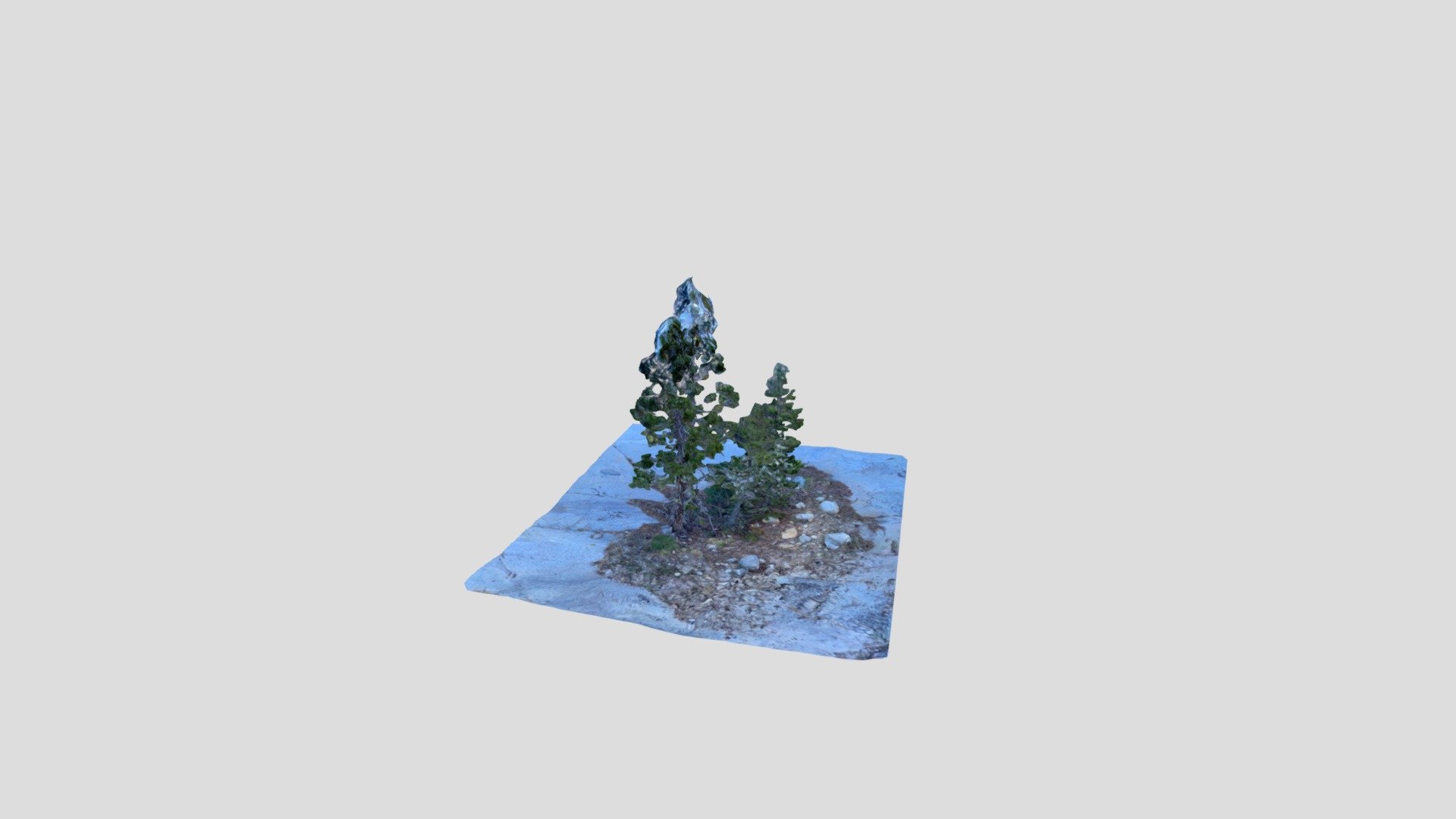 Trees - Download Free 3D model by California Academy of Sciences Viz ...