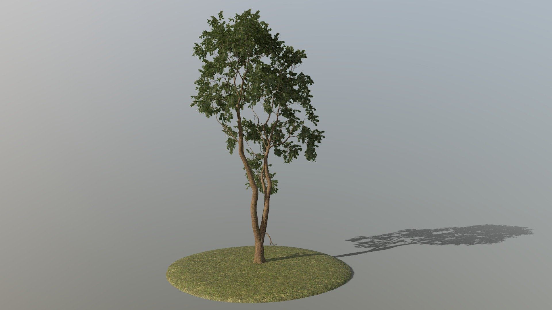 Oak Tree - Buy Royalty Free 3D model by Studio Lab (@studiolab.dev ...