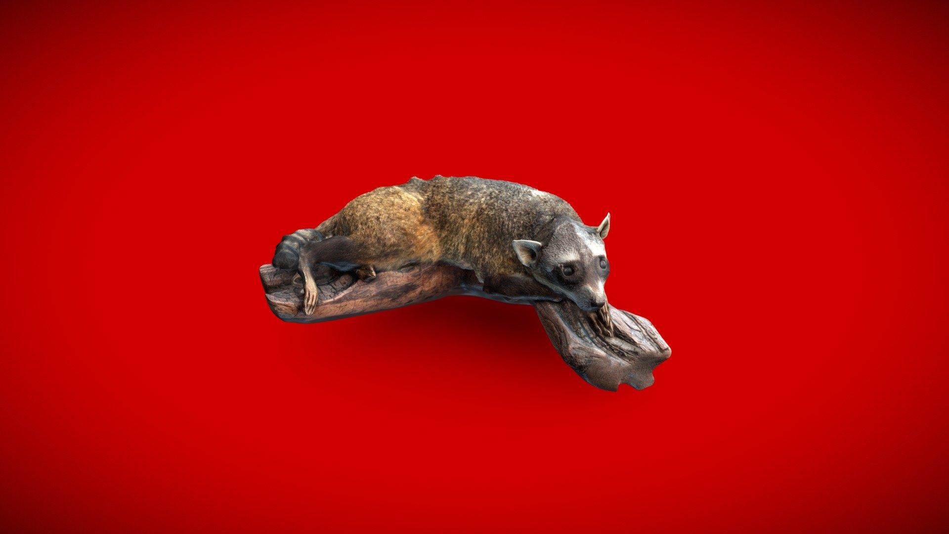 Mapache - Download Free 3D model by Red circle (@redcircledirk ...