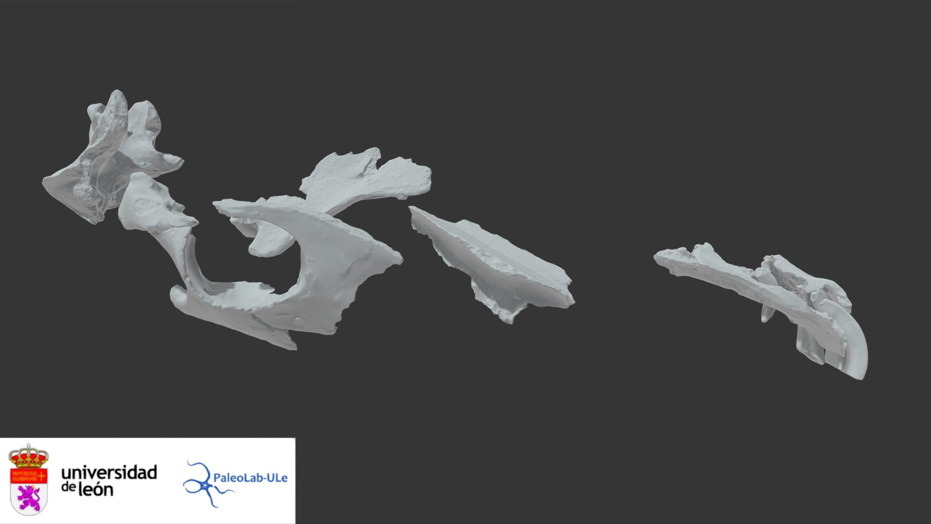 Skull Horse - 3D model by PaleoLab-ULE [6a3f52b] - Sketchfab