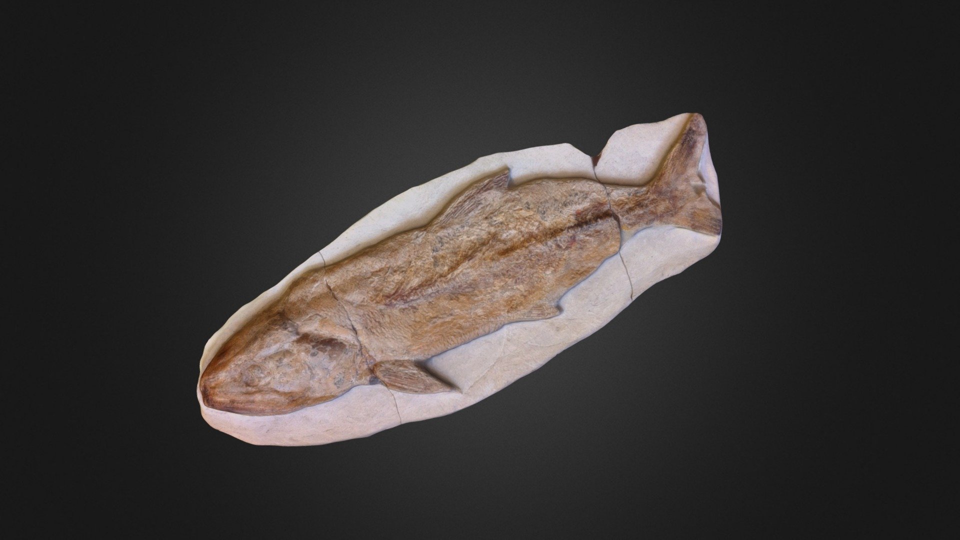 TARPON - 3D model by 3D Fossils (@conqueror78) [6a3f868] - Sketchfab