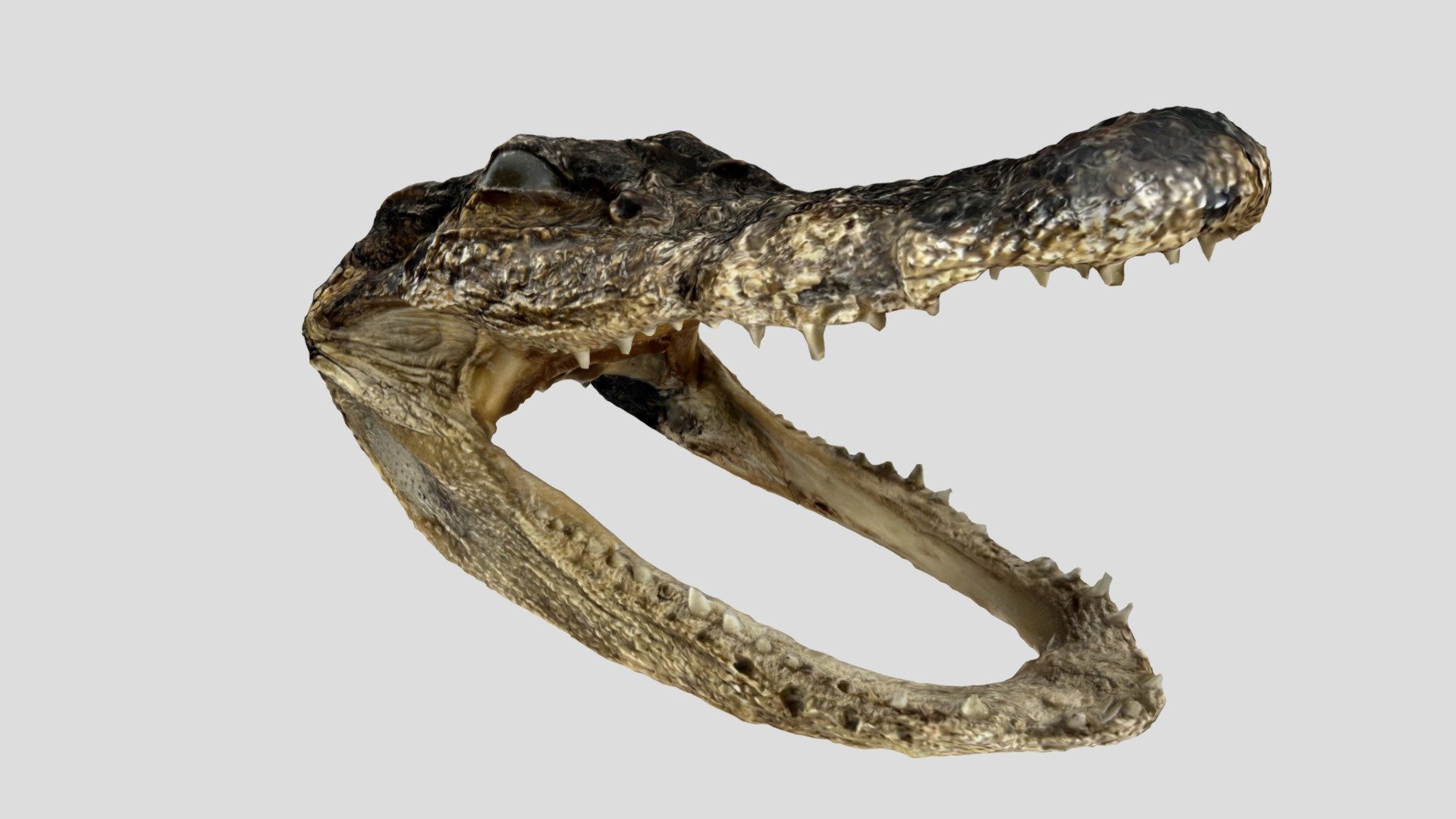 Gator Head - 3D model by Cam Cottrill (@camcottrill) [6a4367b] - Sketchfab