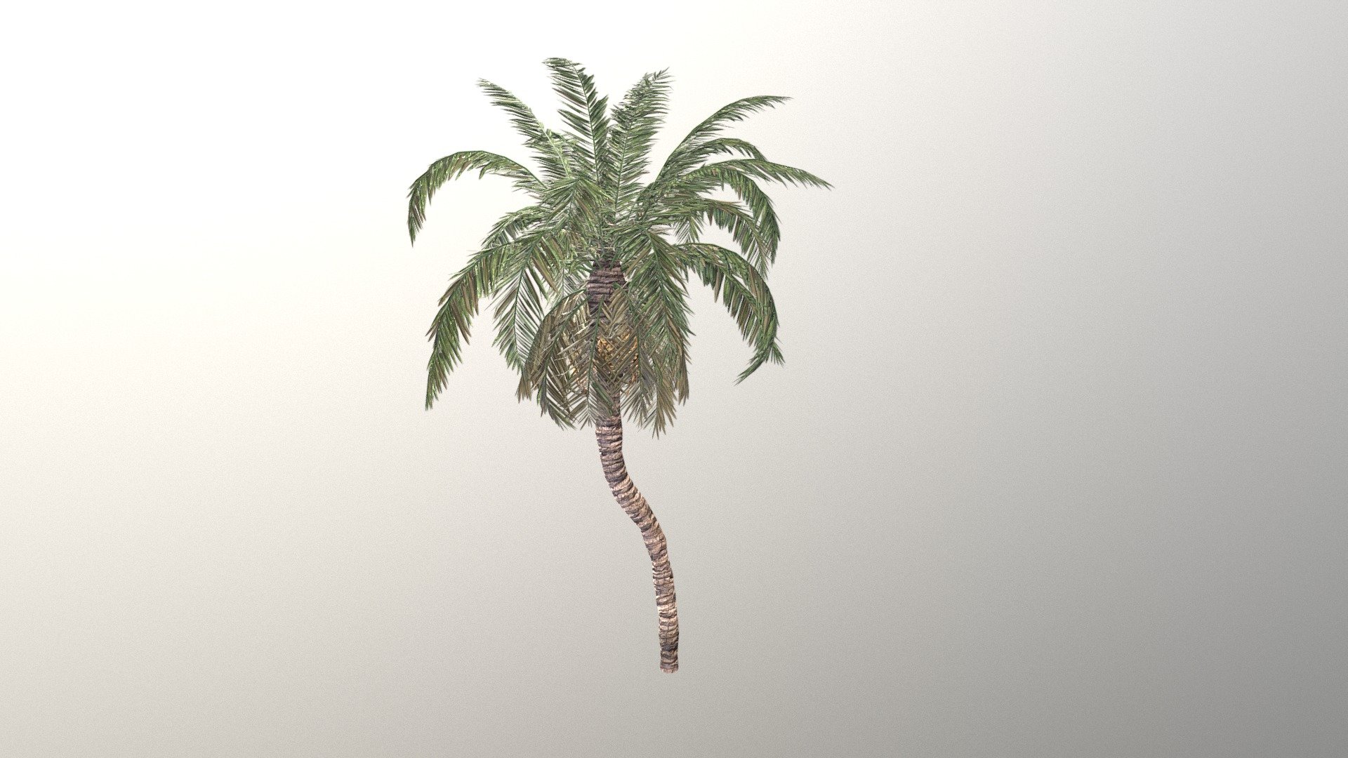Palm Tree - 3D model by fuzzinator12 [6a482c1] - Sketchfab