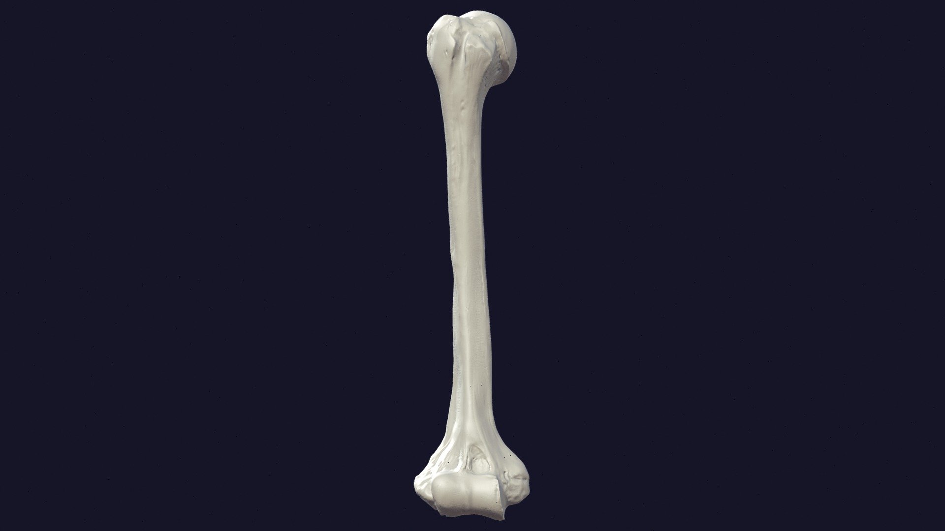 Humerus (right) - 3D model by Eungyeol Lee (@EungyeolLee) [6a4a4af ...