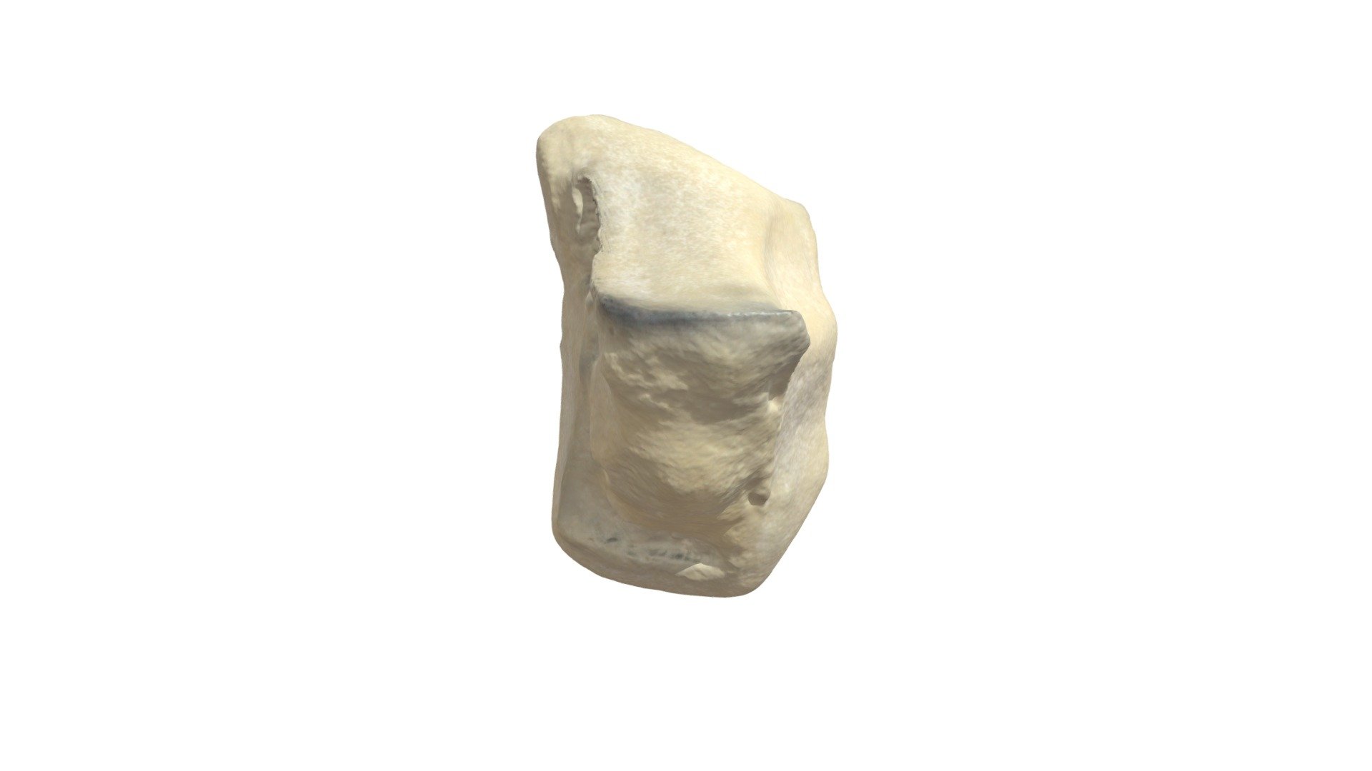 Os Capitatum R - 3D model by Universiteit Antwerpen (@marjanmaldoy ...