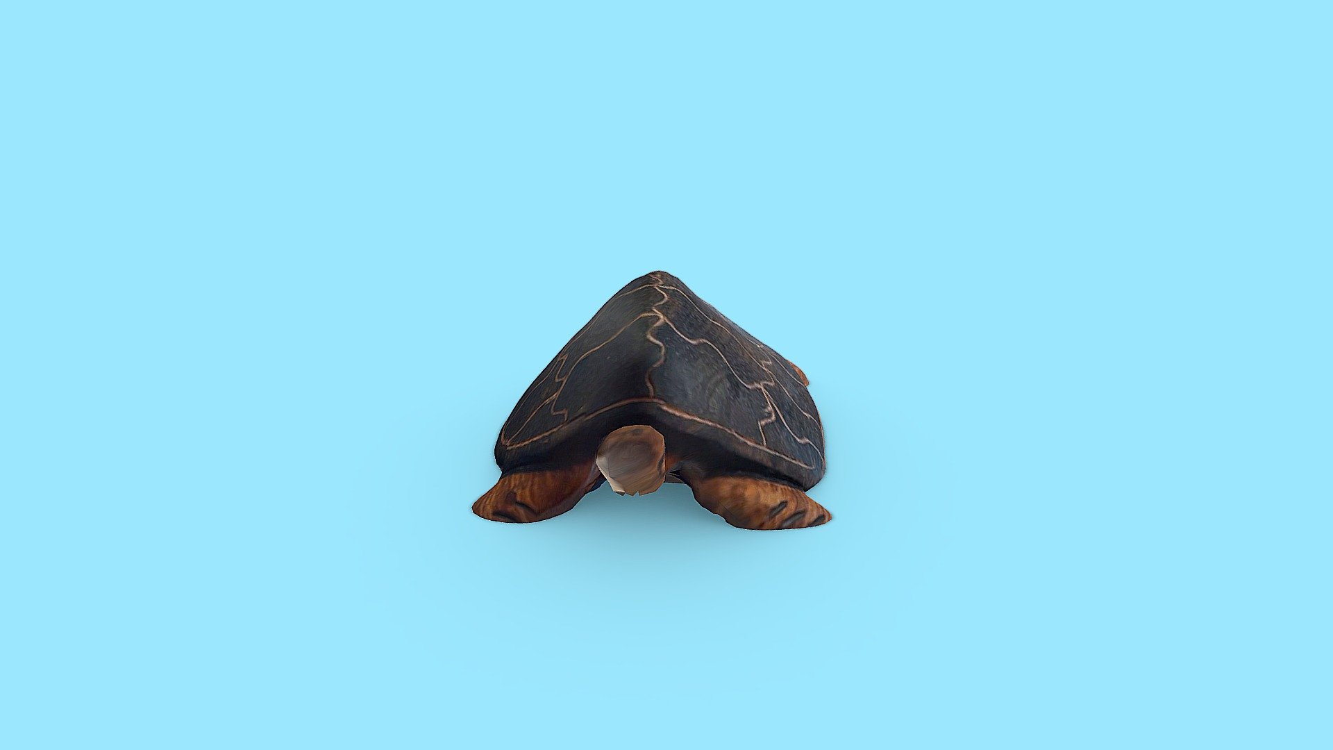 Wood Turtle Scan - Download Free 3D model by patritevi [6a5a92a ...
