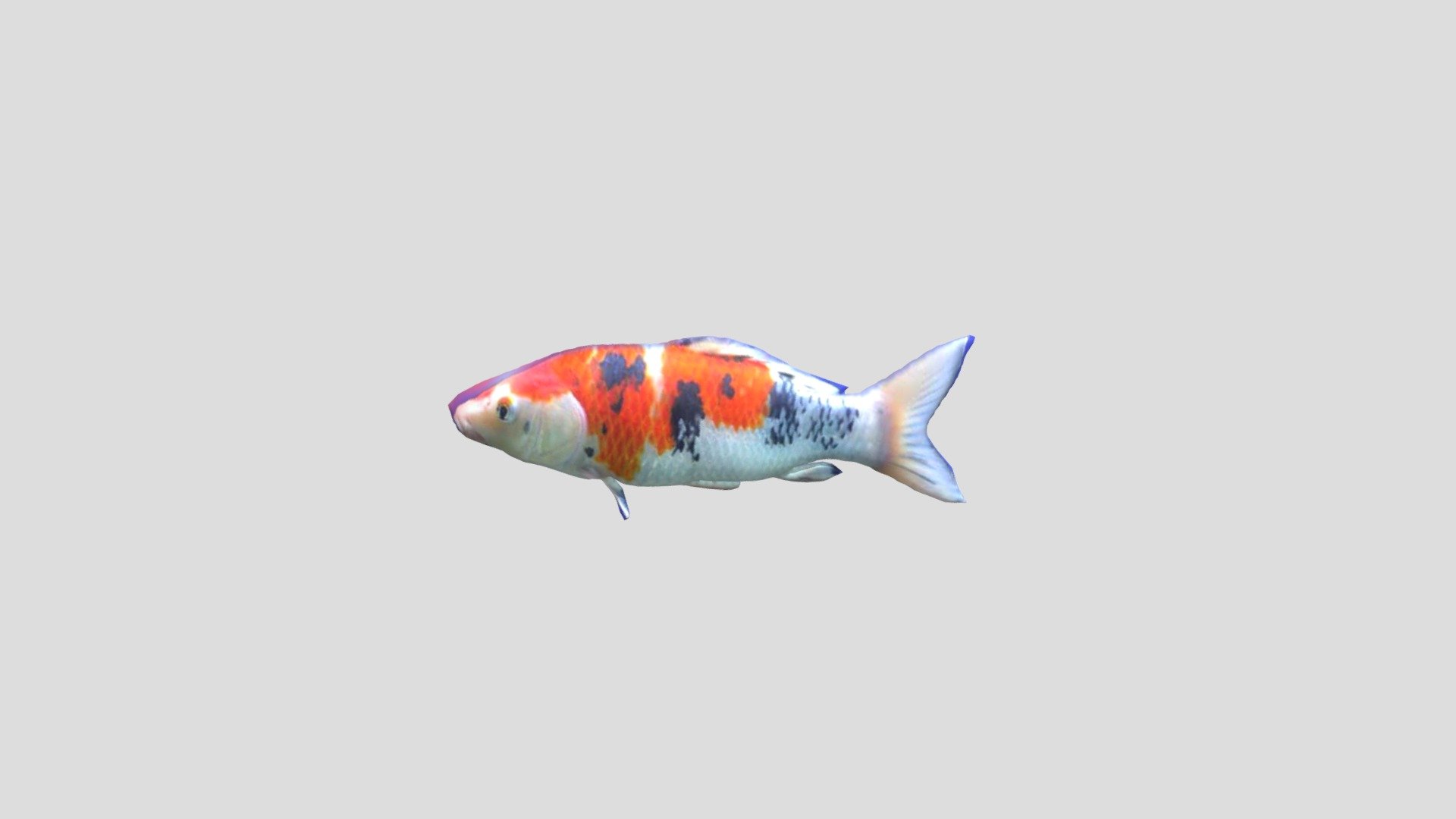 Koi-1 - 3D model by faridmudlofar [6a5ecb7] - Sketchfab