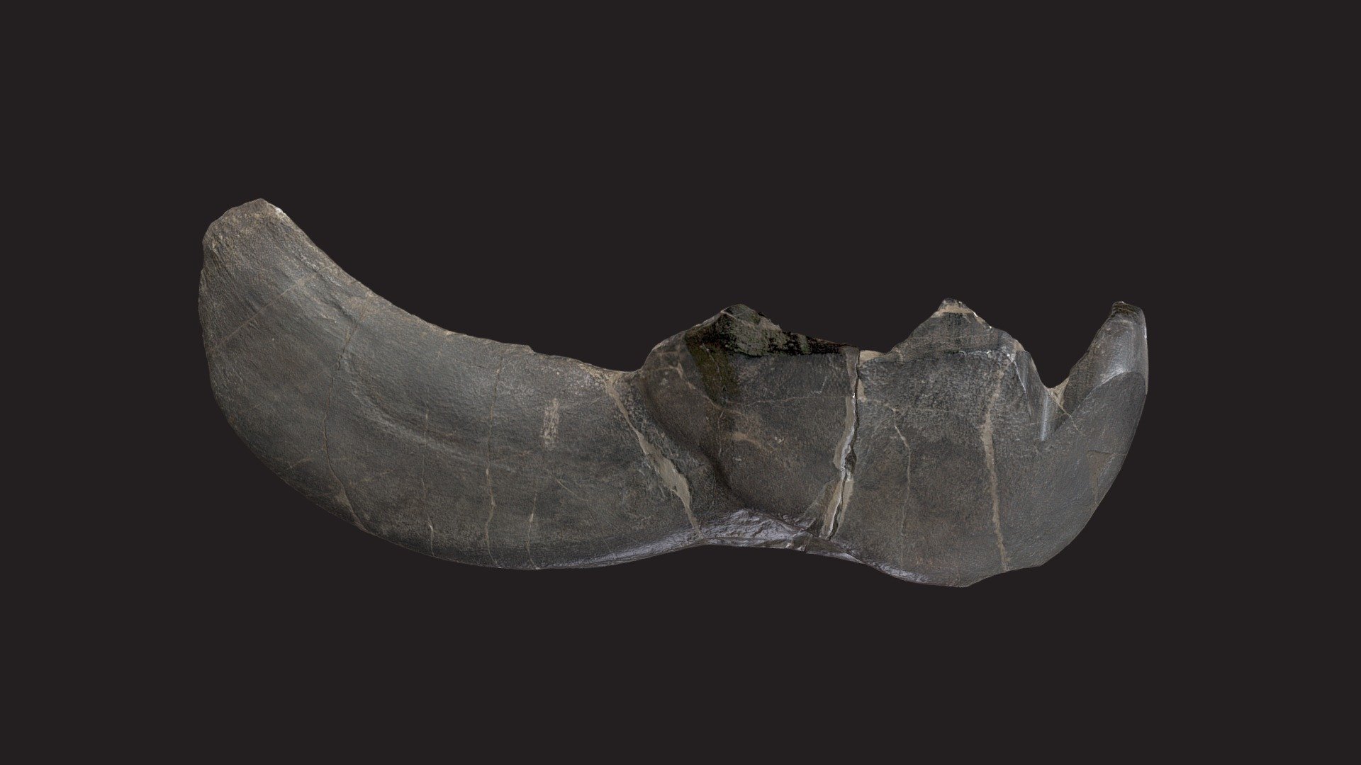 CMNH 6020, Dunkleosteus terrelli infragnathal - 3D model by Cleveland ...