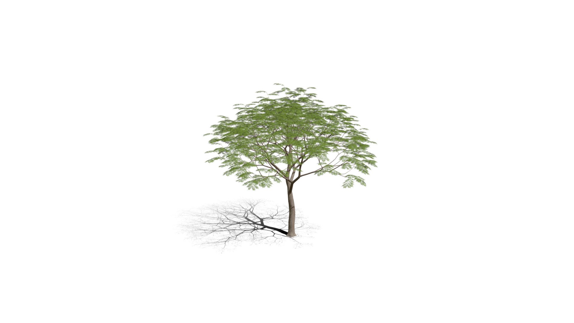 Realistic HD Chinese flame tree (18/20) - Download Free 3D model by ...